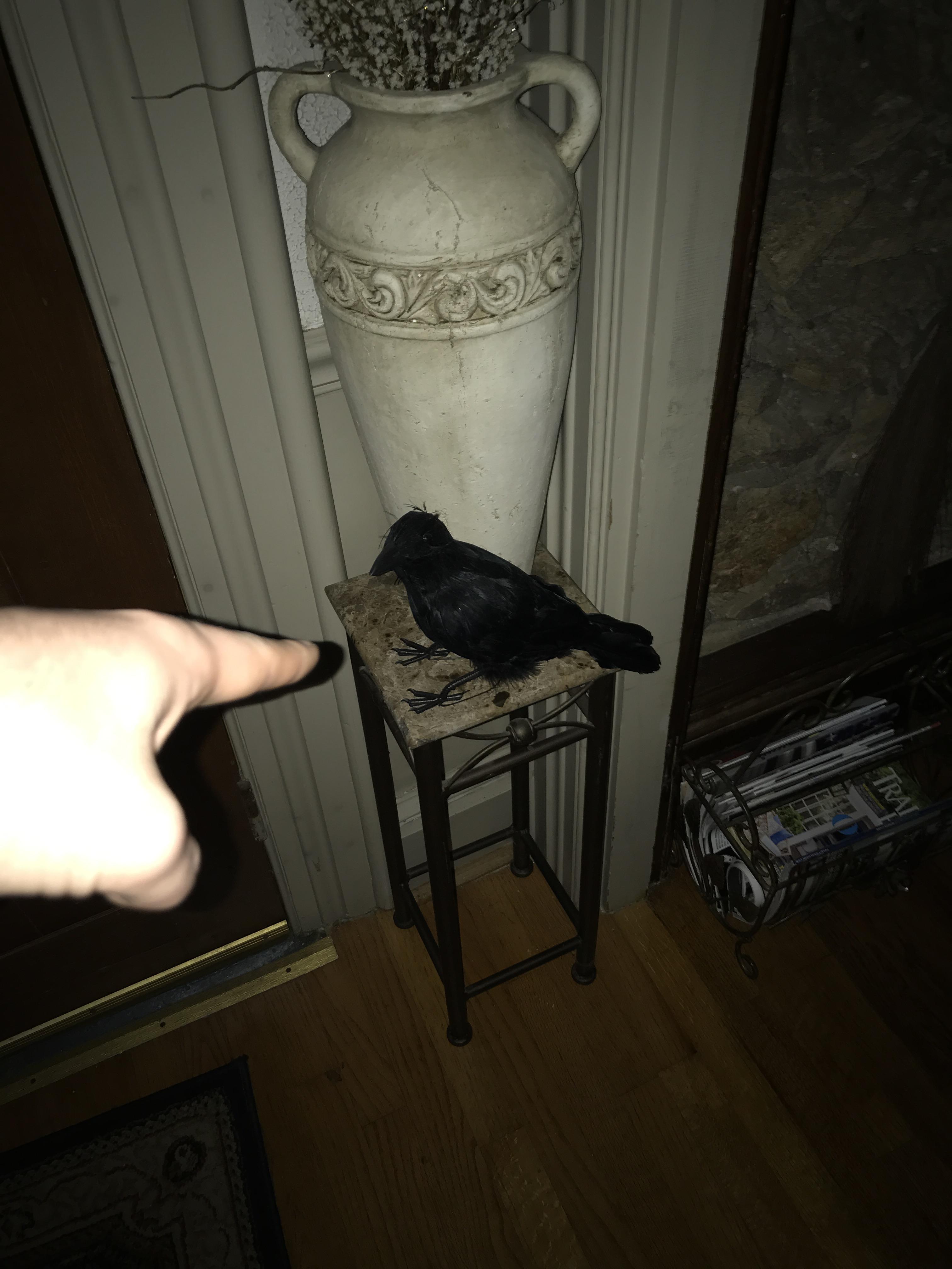 Point crow | Scrolller