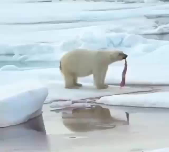Polar Bear Playing With Food | Scrolller