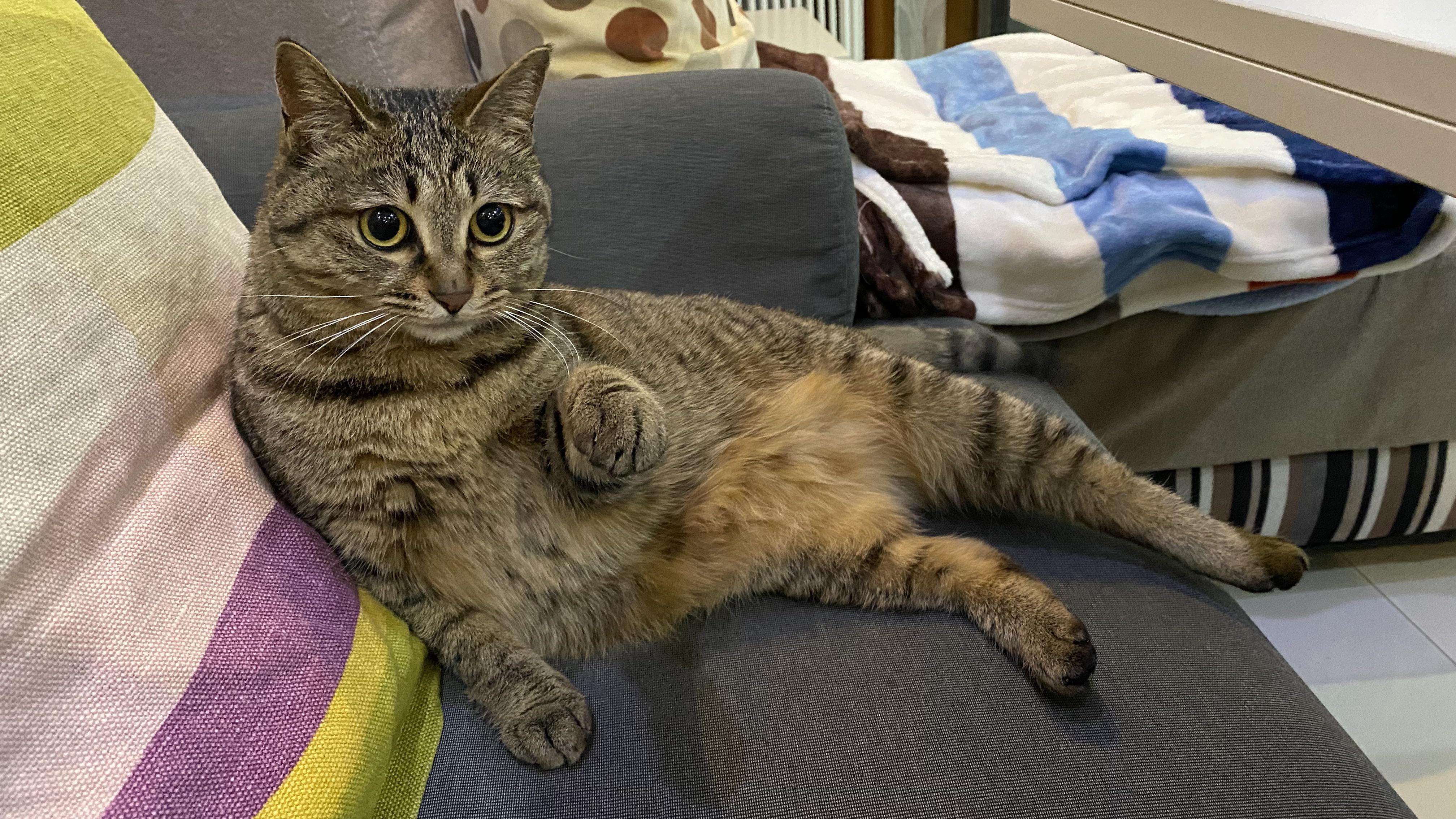 Polite as A Lady | Scrolller