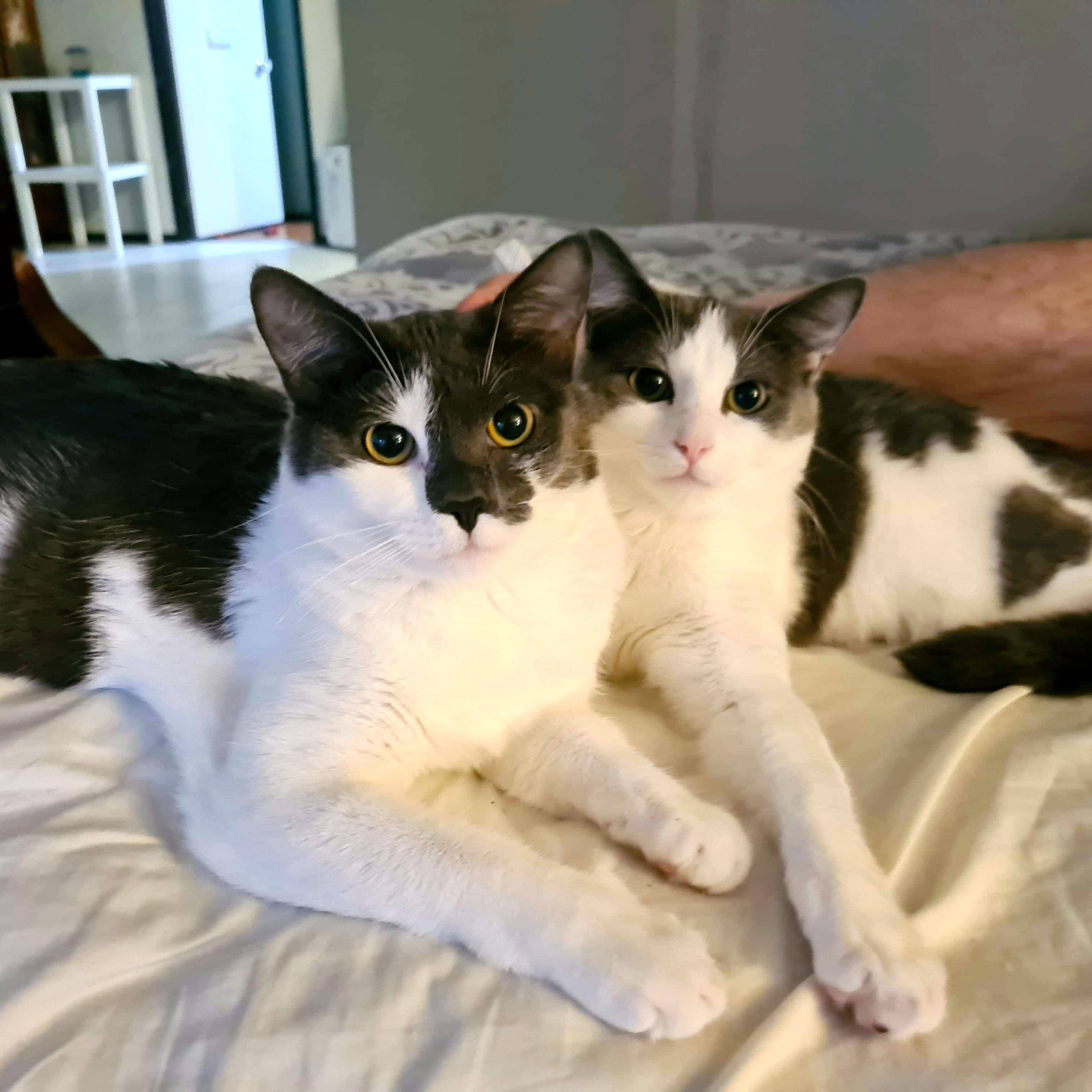 Politely Posing Pristinely | Scrolller