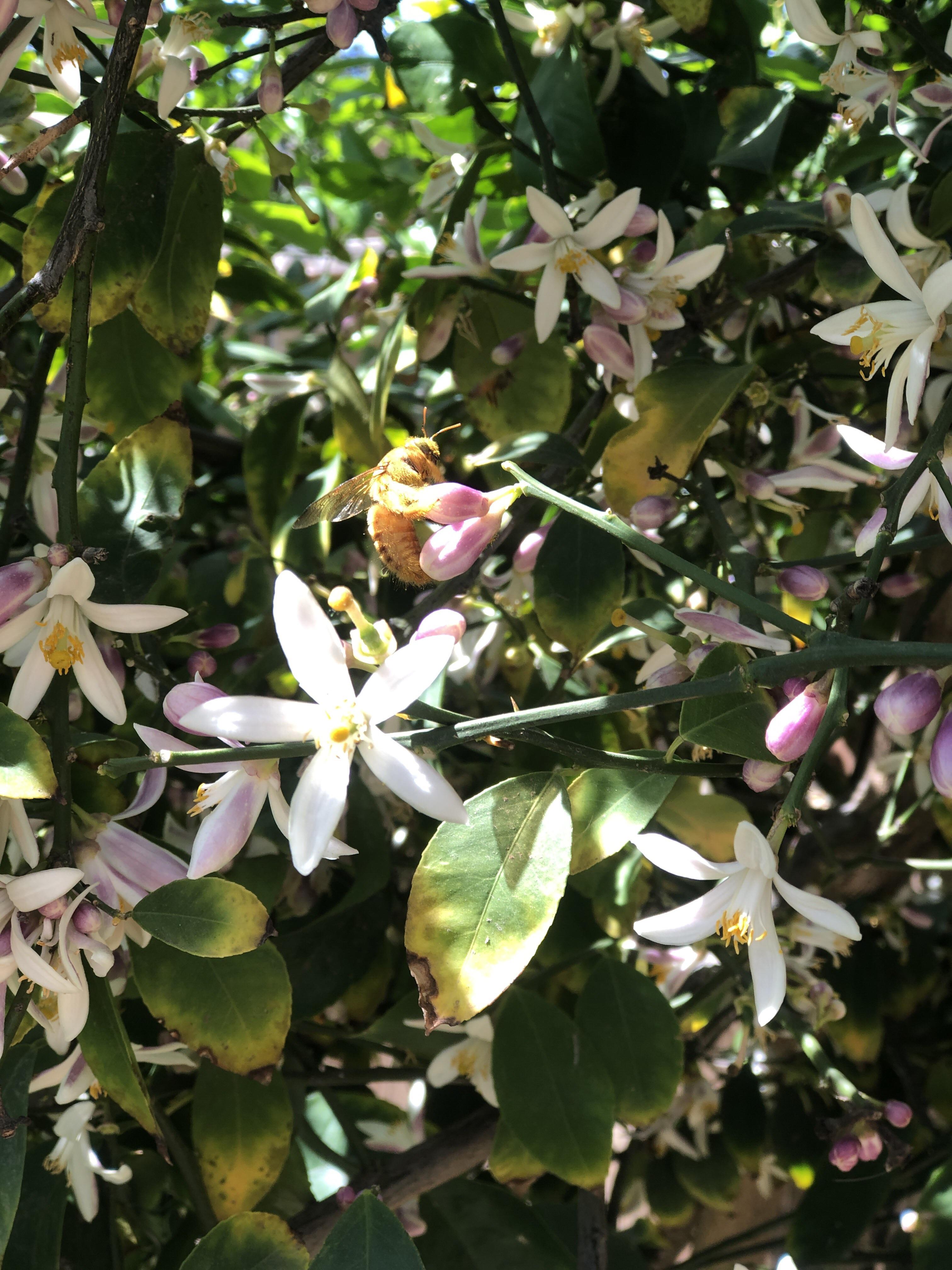 Pollination time for my lemon tree | Scrolller