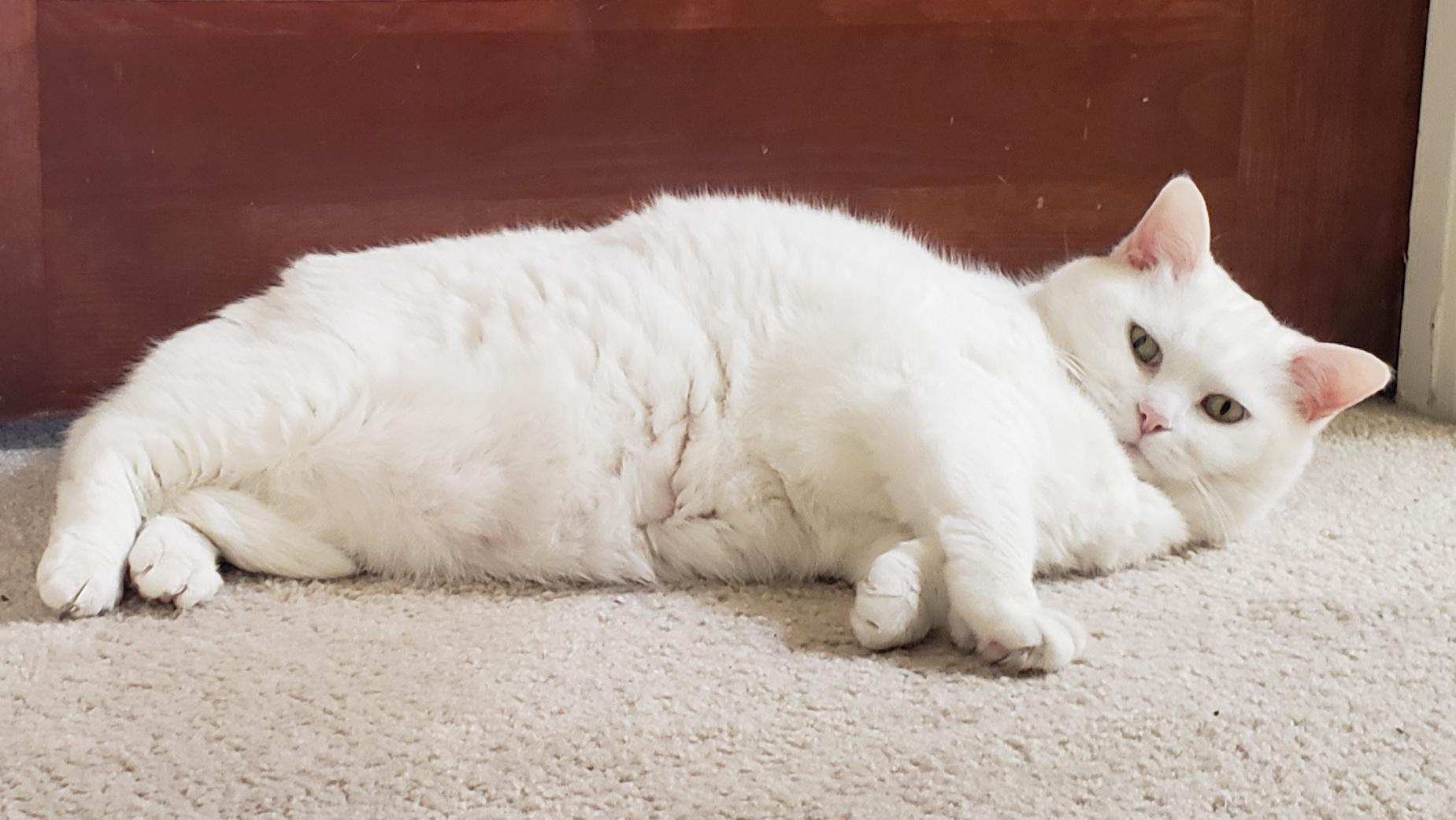 Polly Ptuesday Scrolller