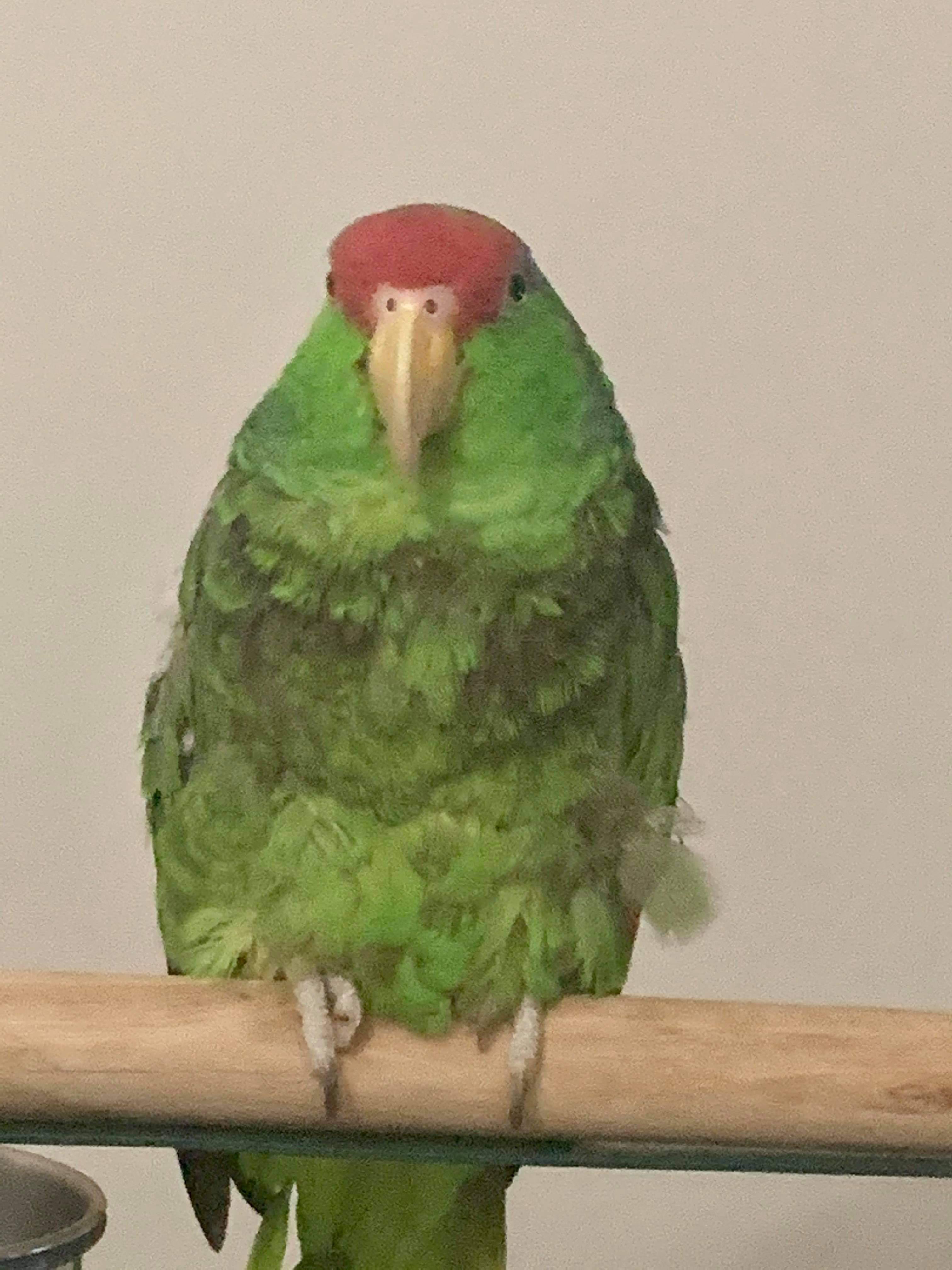 Pompeyo is so fluffy! | Scrolller