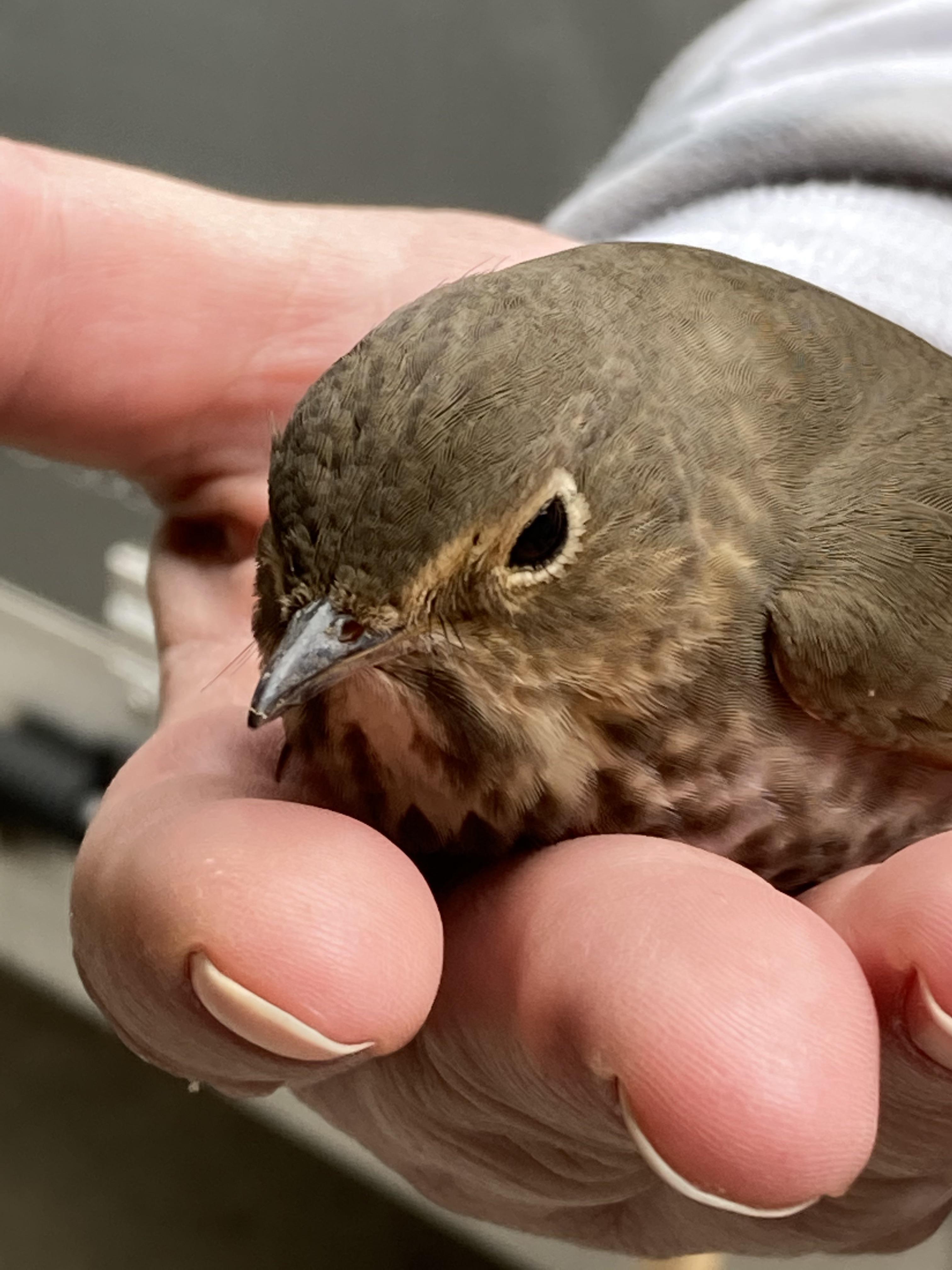 Poor birb ran into a window, but is getting better now :) | Scrolller