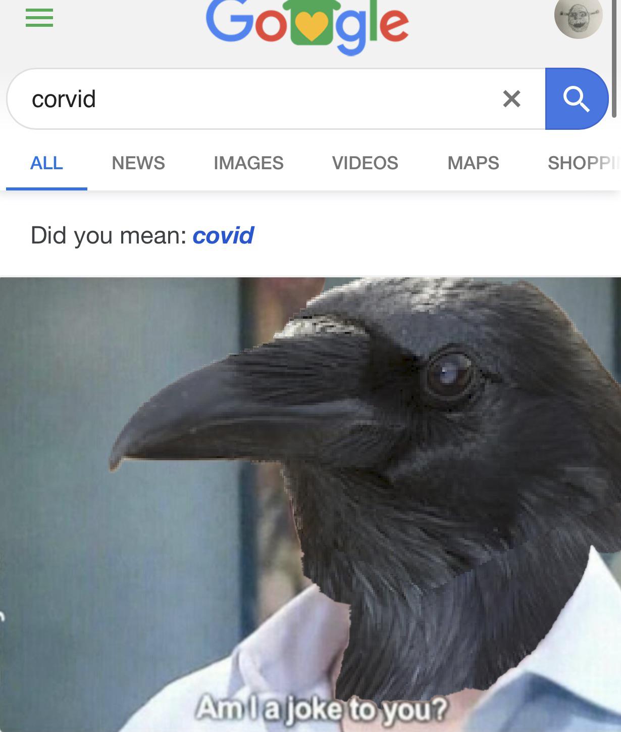 Poor corvids | Scrolller
