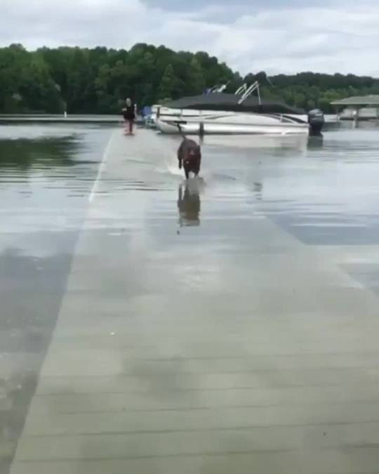 Poor dog doesn't realize depth of the water | Scrolller