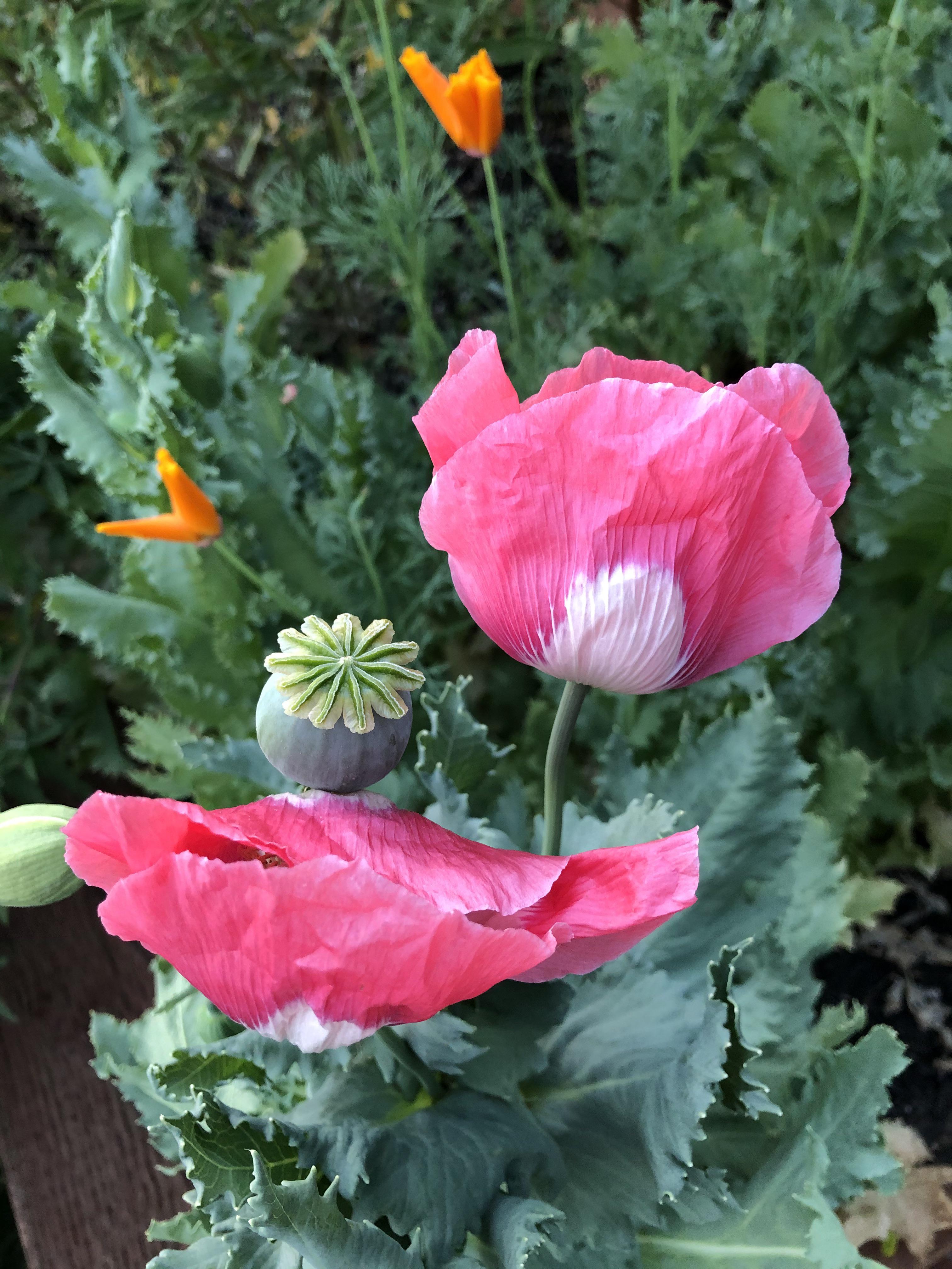 Discover more like BotanicalPorn: Poppy and Related Content | Scrolller