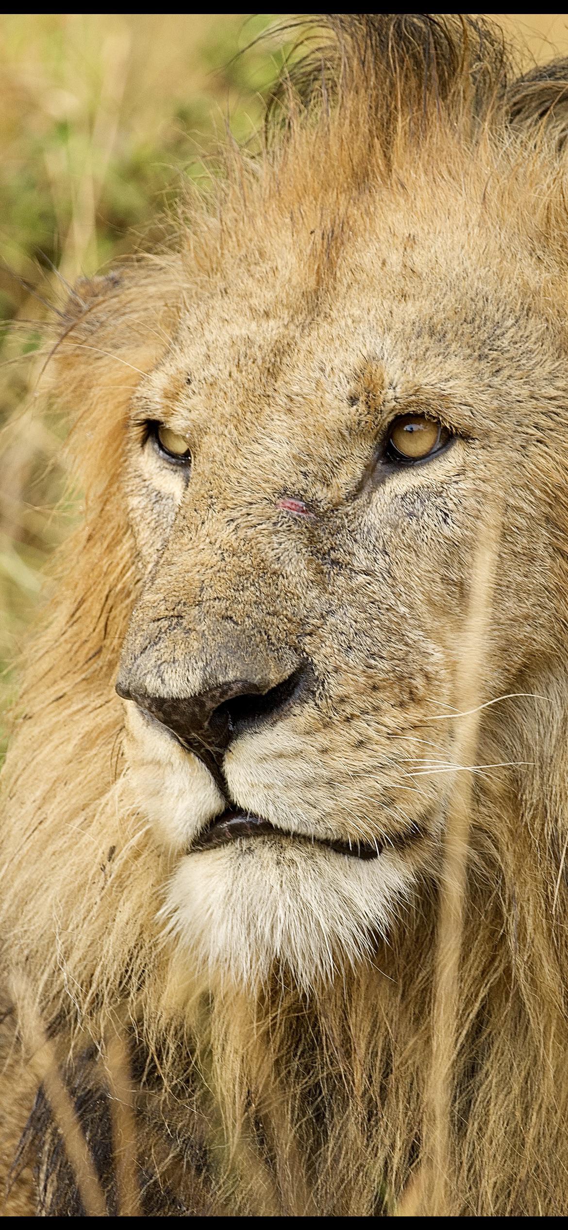 Portrait of a lion in the Mara North | Scrolller