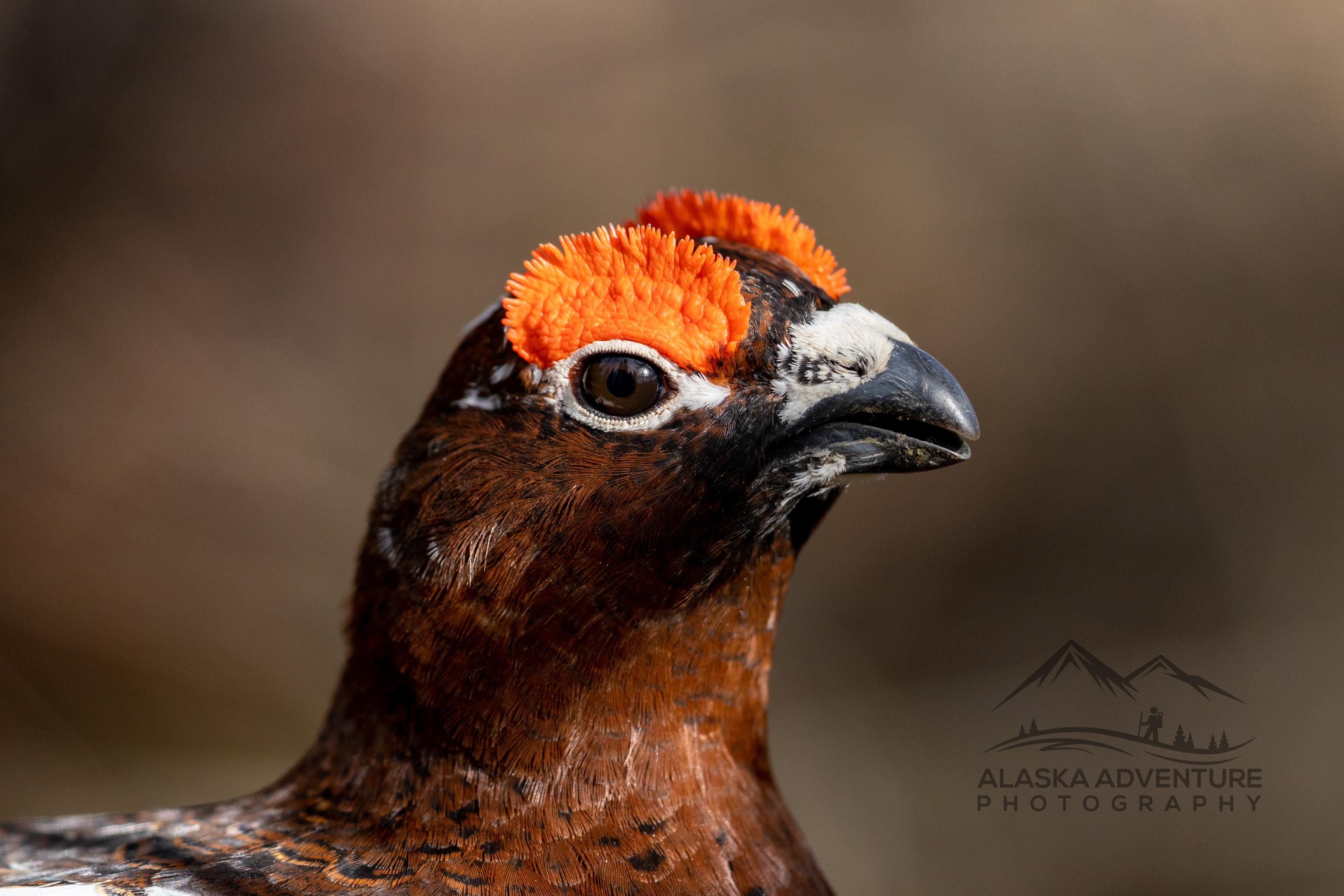 Portrait of a Ptarmigan (Arctic Chicken) in Denali NP | Scrolller