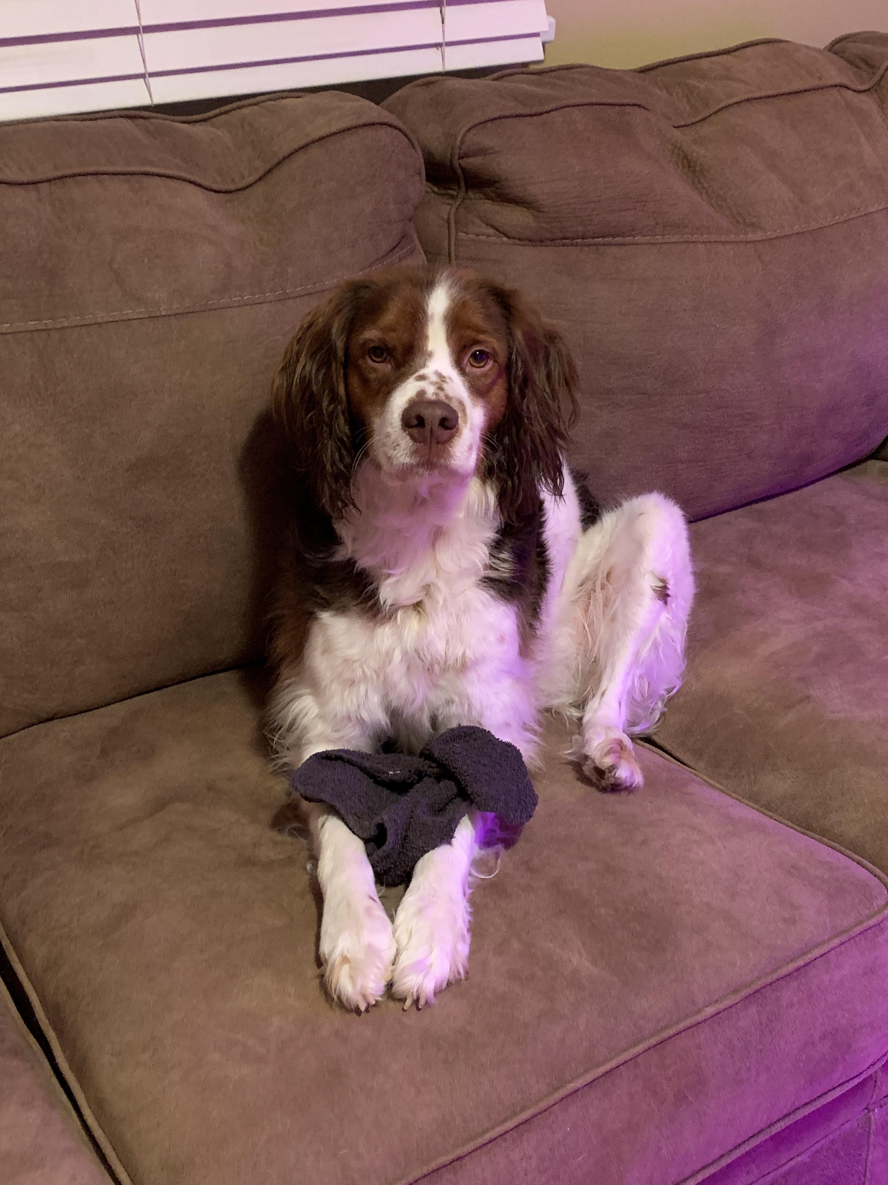 Post bath after hiking.... so regal! | Scrolller