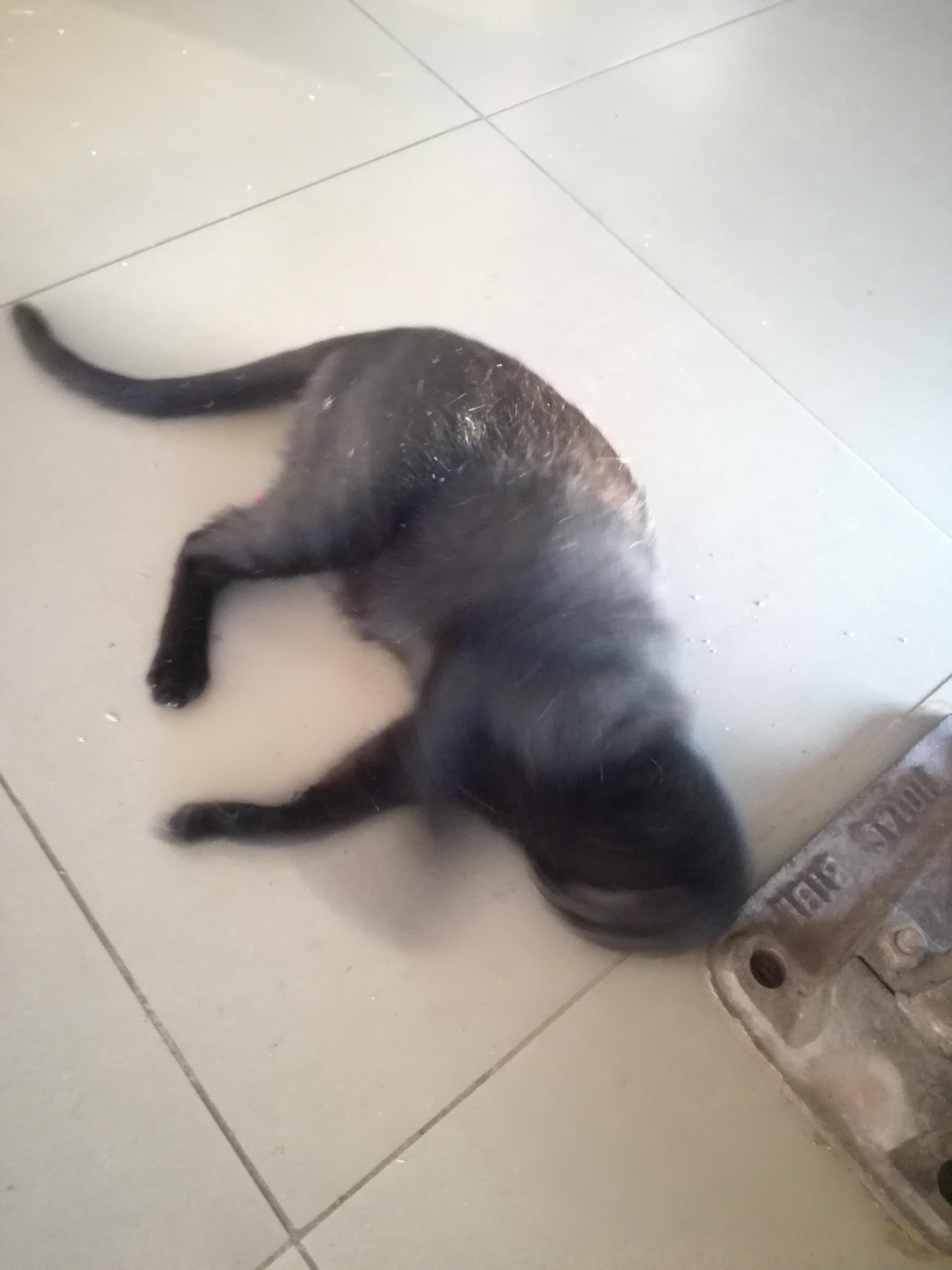 Post catnip drilling | Scrolller