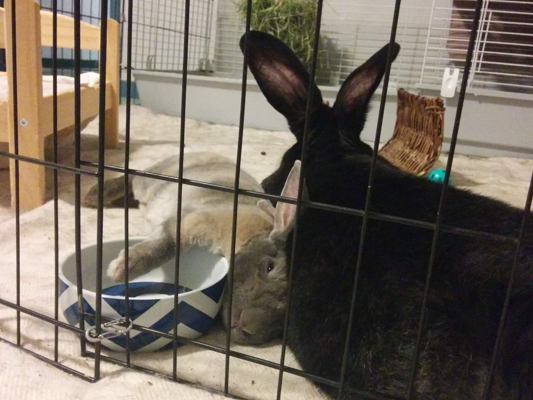 Post-dinner immediate nap flop | Scrolller