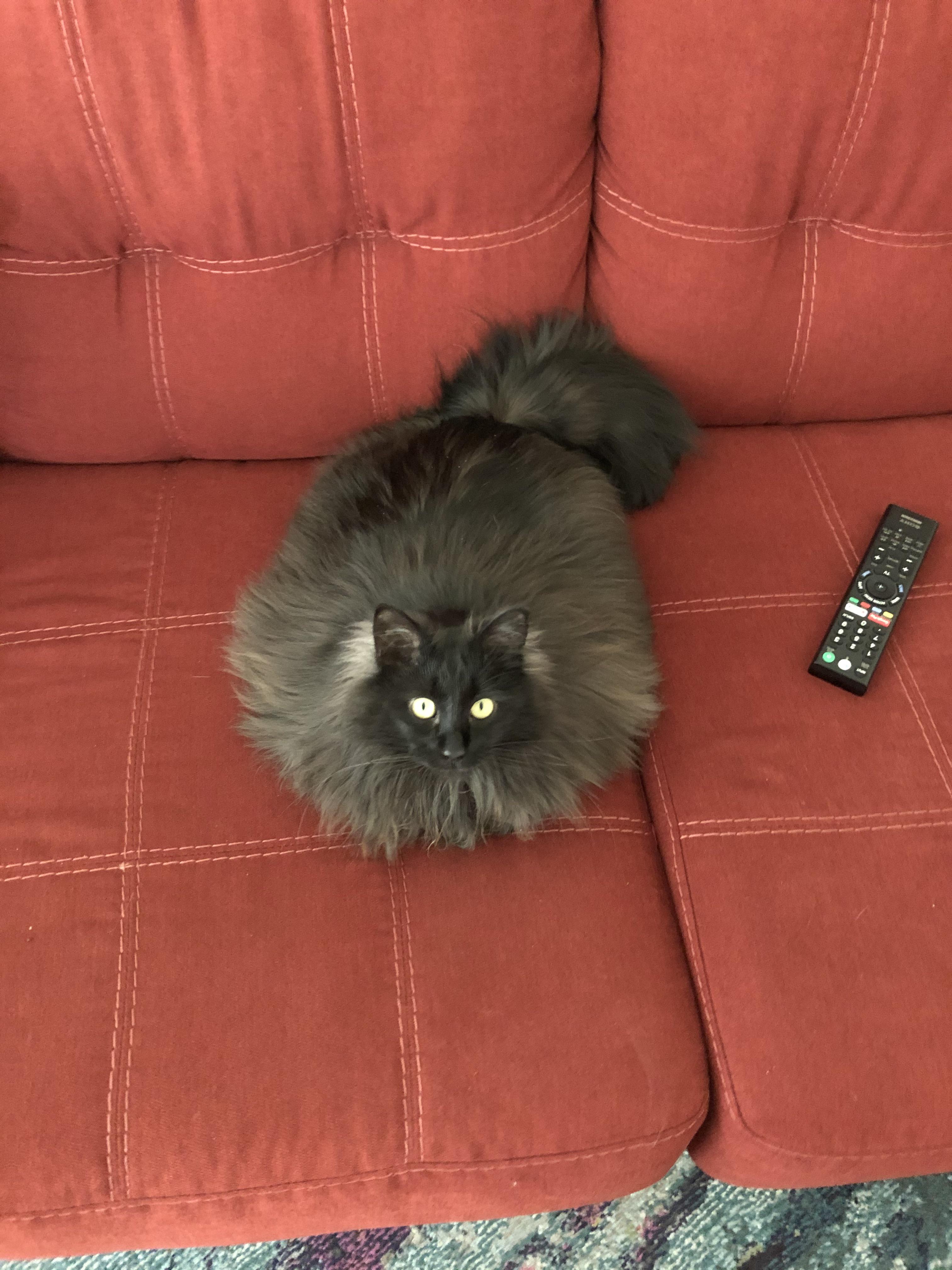 Post-grooming floofy loaf 🍞 | Scrolller
