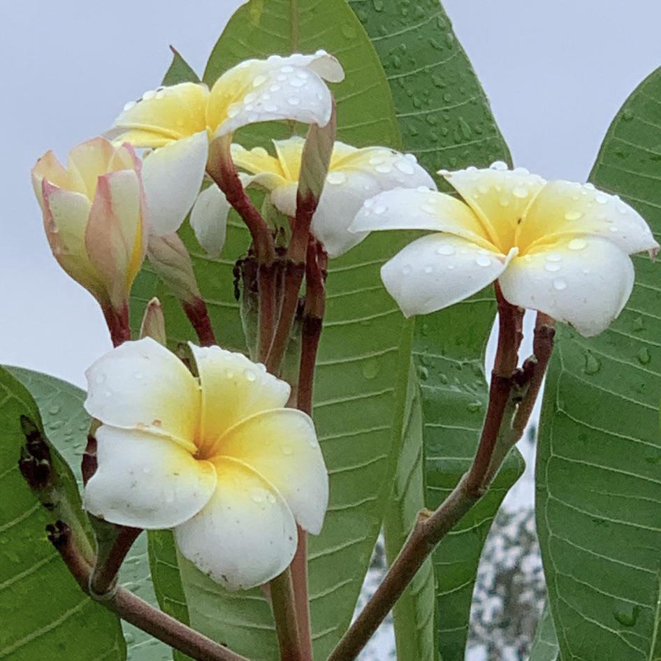 Post rain pic ☺️🌧 | Scrolller