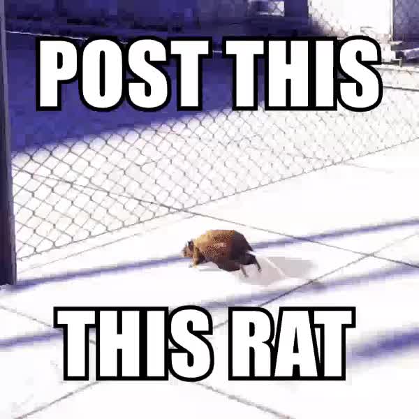 post this rat | Scrolller