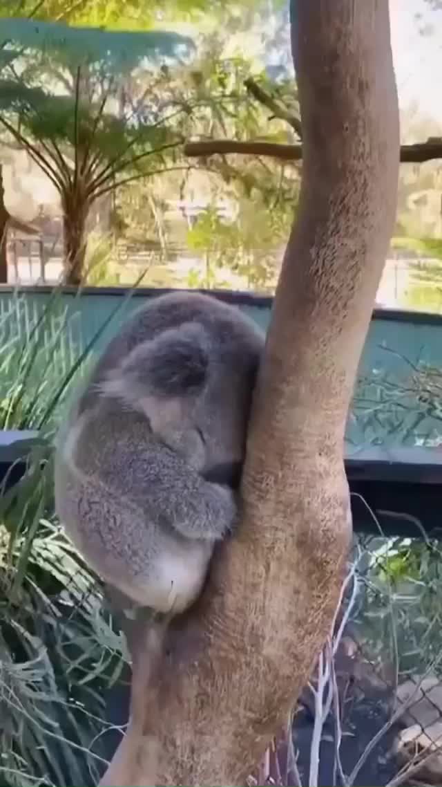 Drowsy ball of fluff | Scrolller