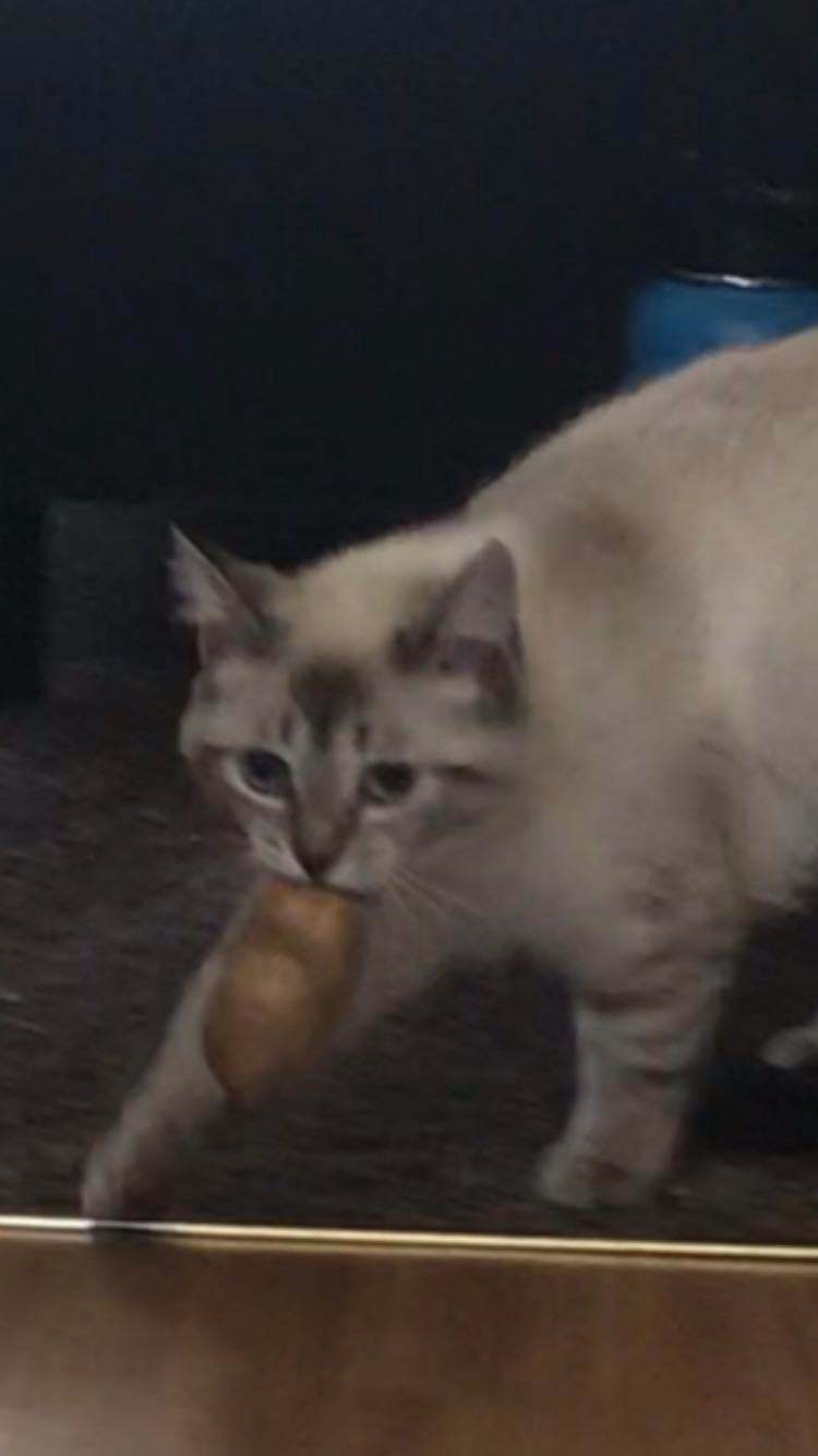 Potato Thief | Scrolller