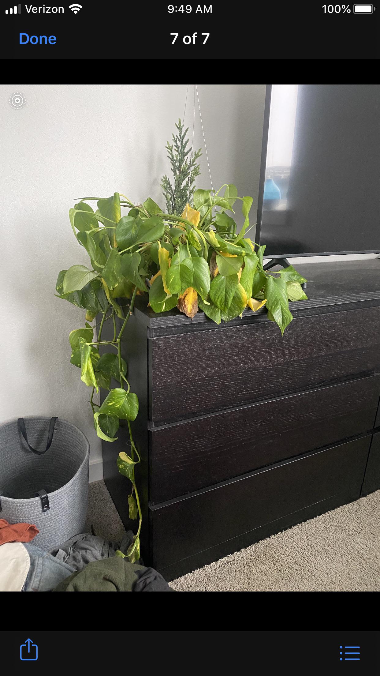 Pothos struggling. Please help. | Scrolller