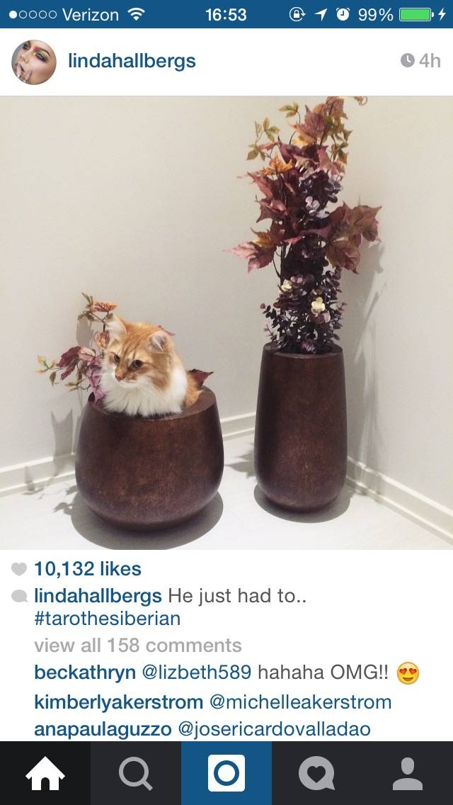 Potted cat | Scrolller