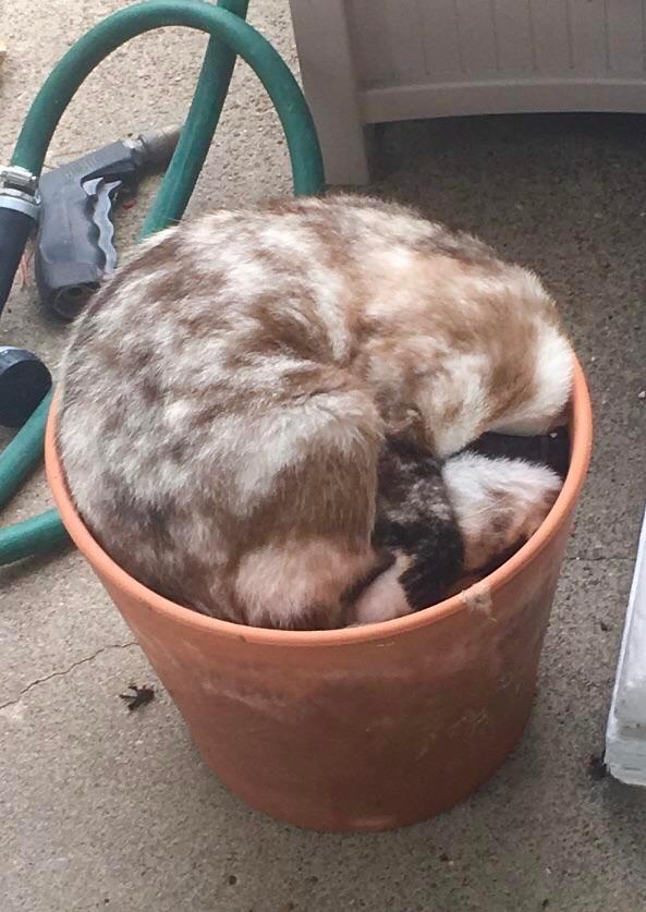 Potted Cat :) | Scrolller