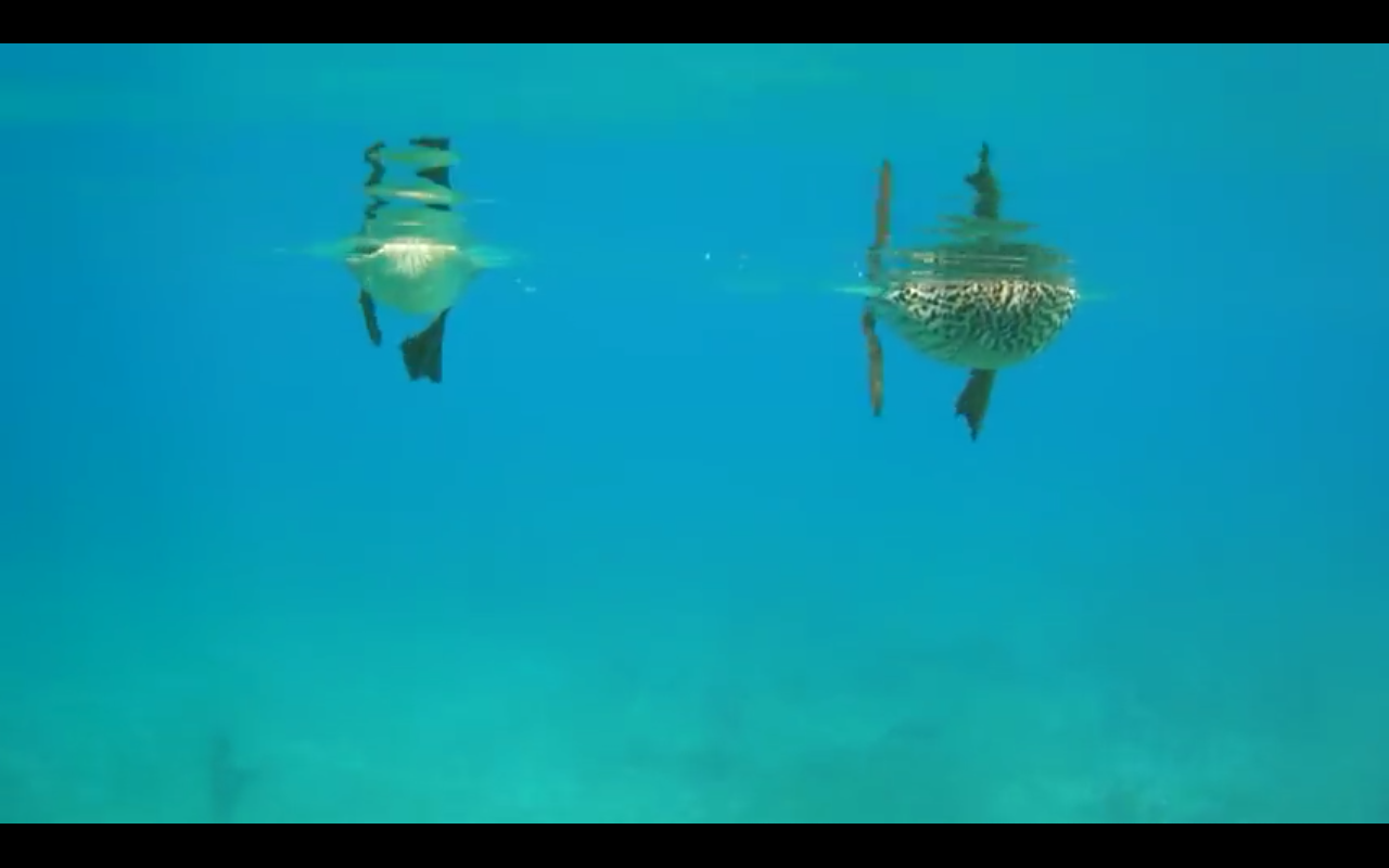 Pov: you are a fish | Scrolller