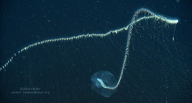 Praya. A deep sea siphonophore that's composed of a medusa and insanely long polyp. Some can ...