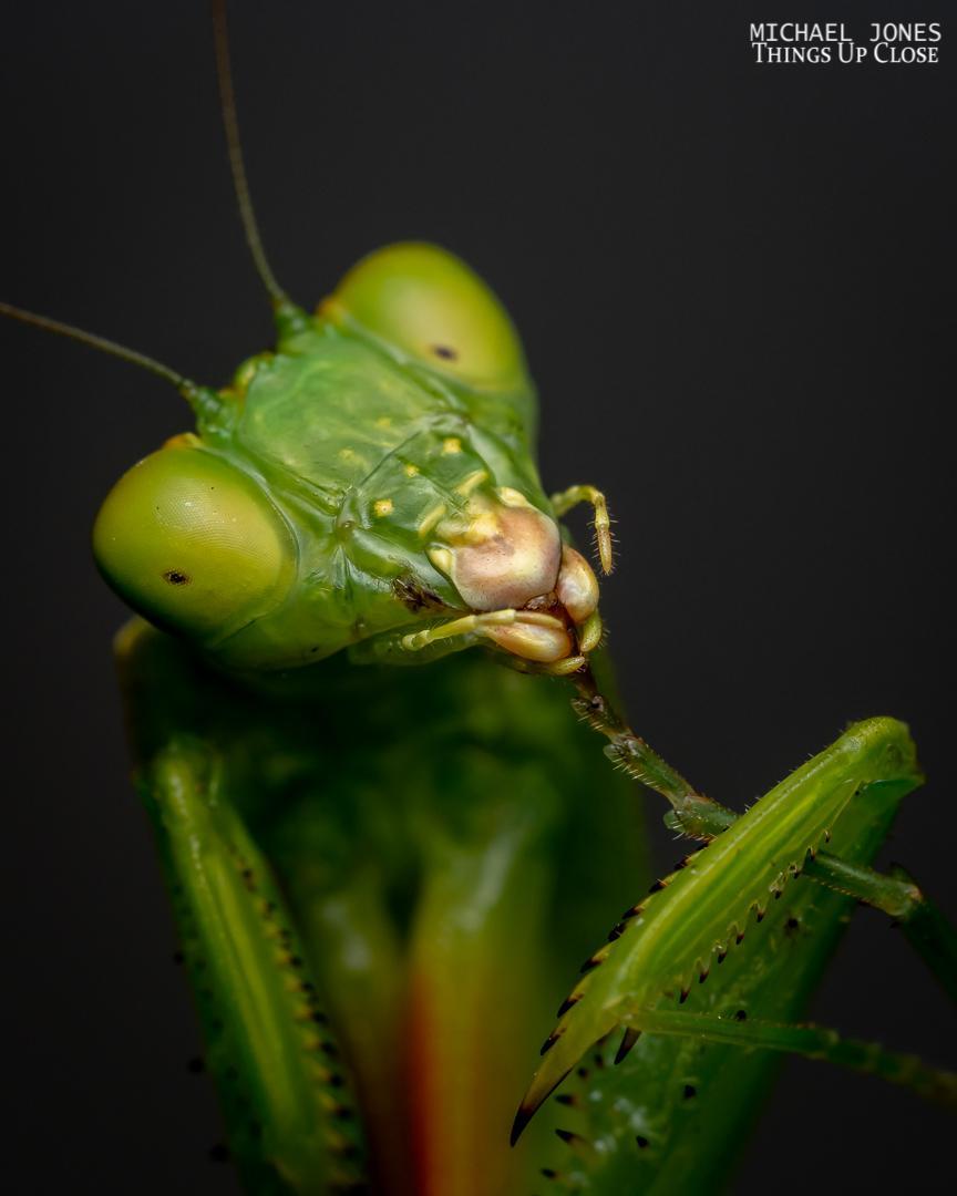 Praying Mantis [OC] | Scrolller