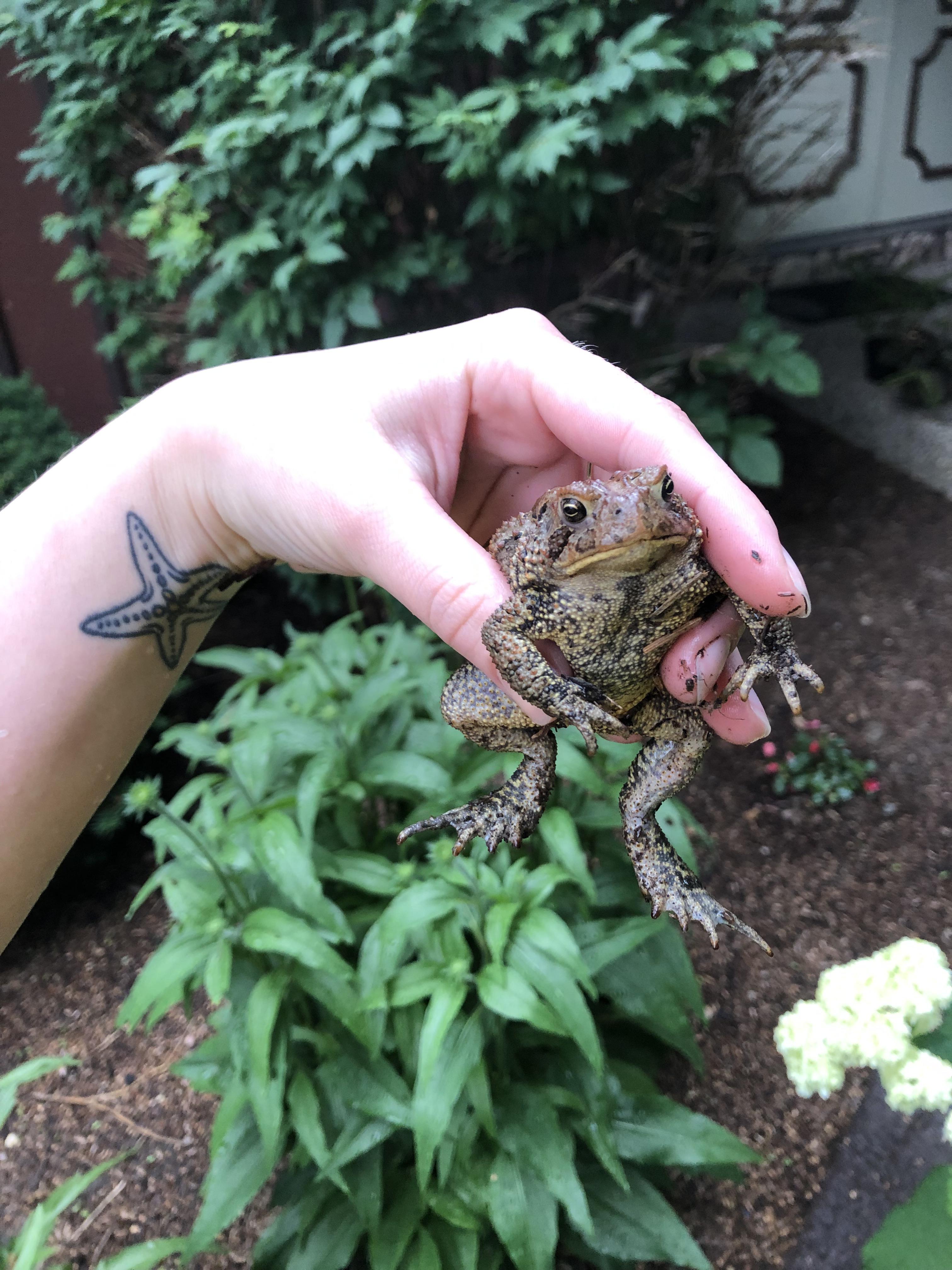 Precious Bufo in my yard during a storm. | Scrolller