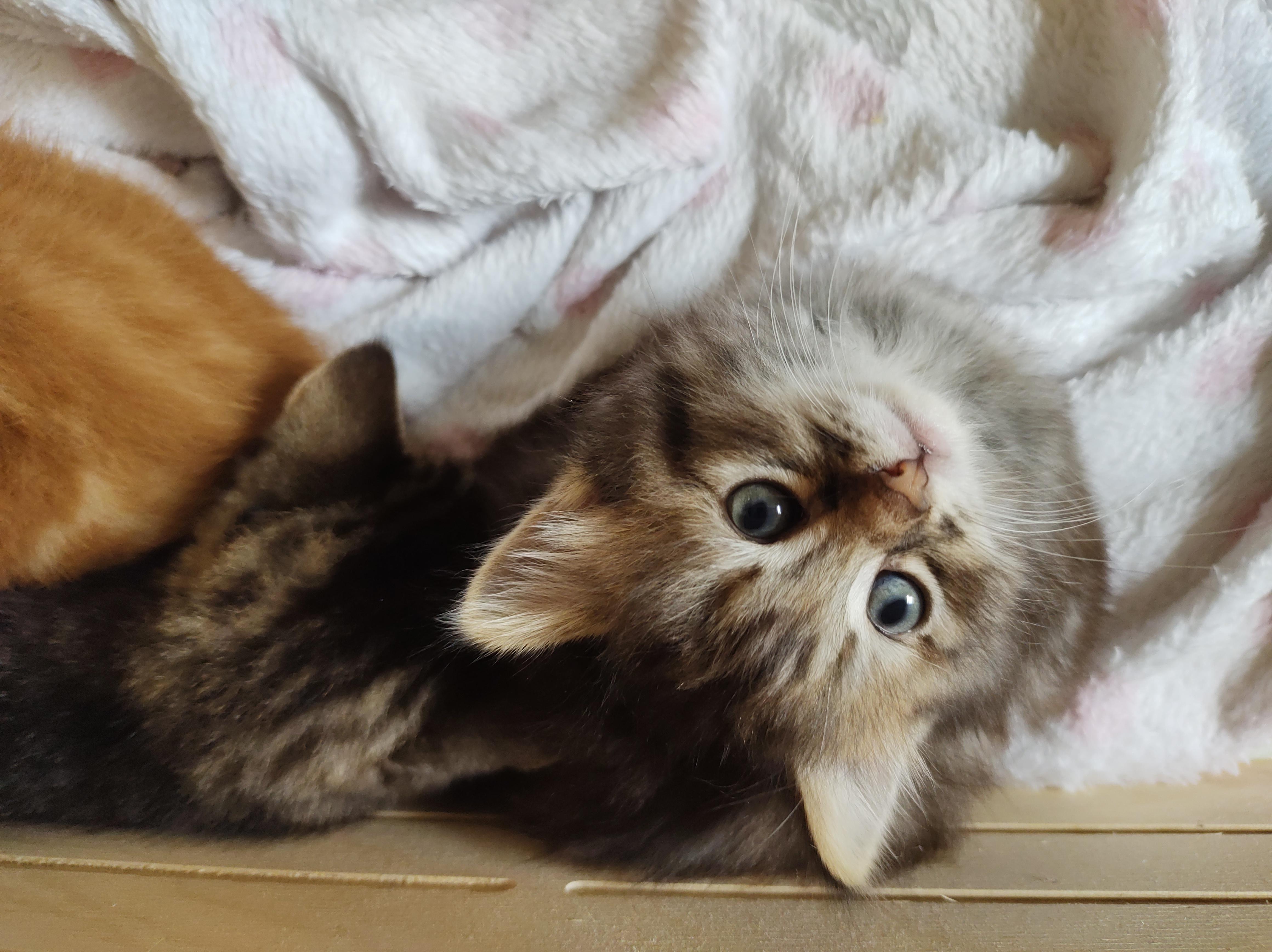 Precious little bean posing for the camera. | Scrolller