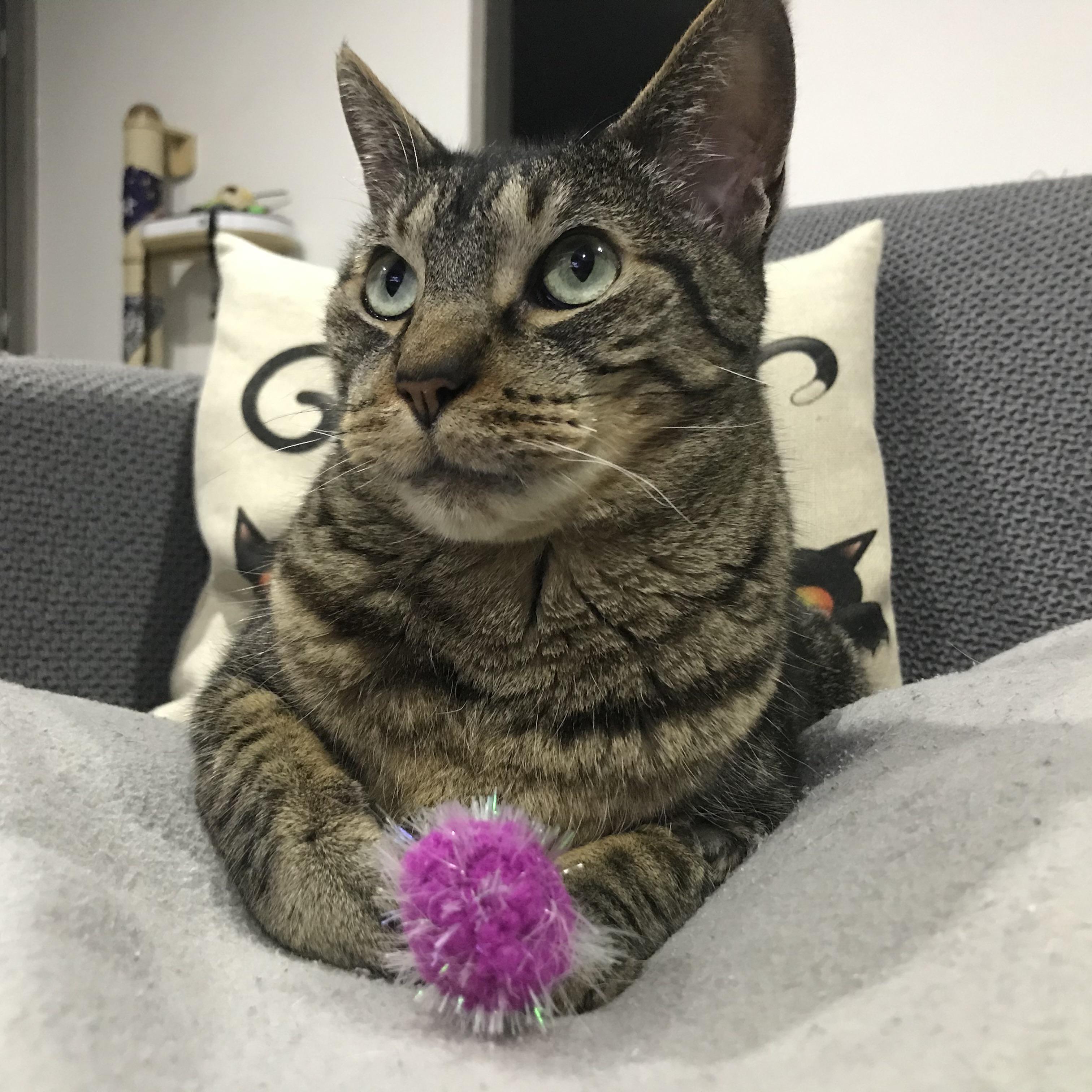 Pretending to be precious | Scrolller