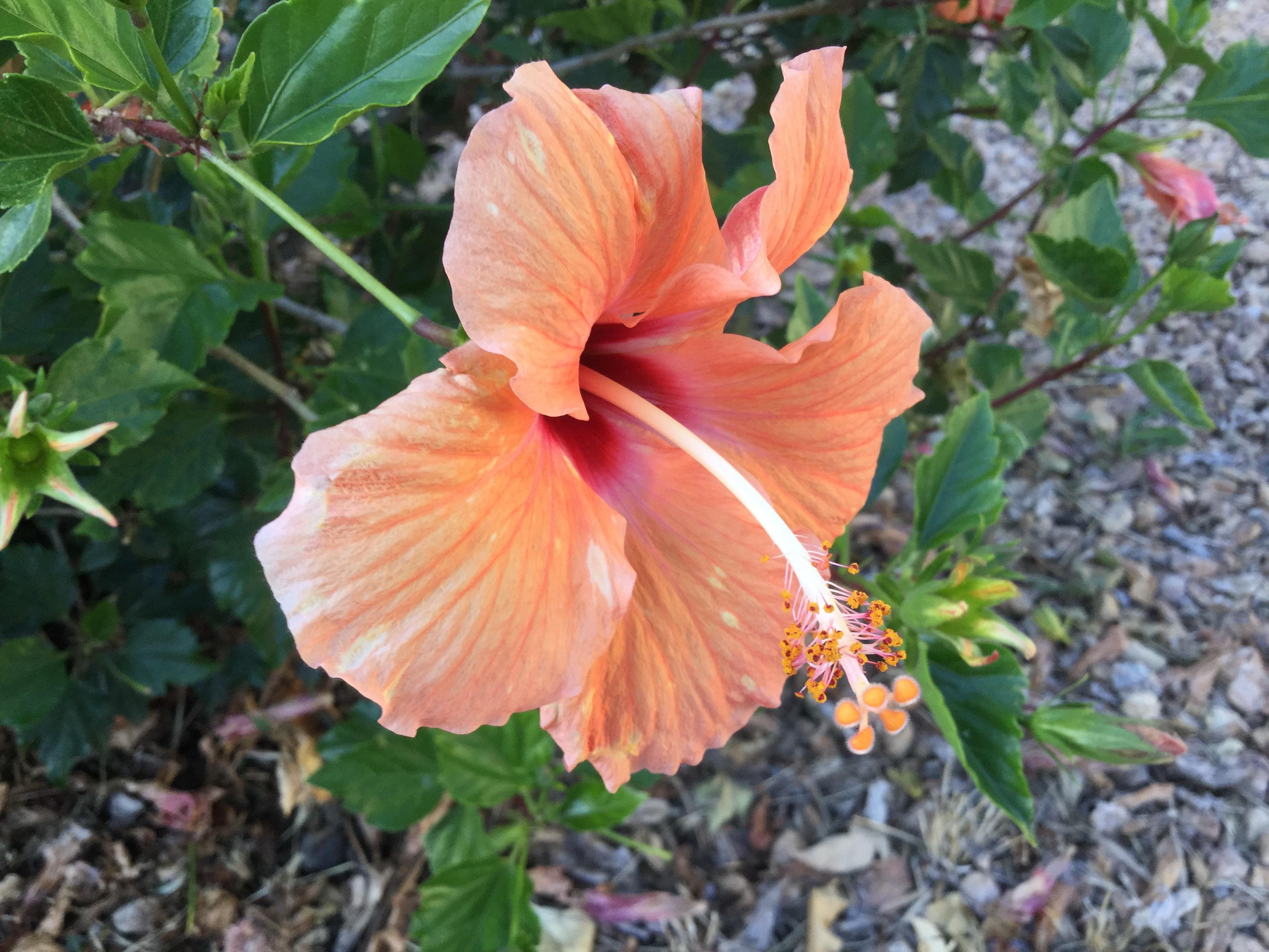 Pretty Hibiscus Flower | Scrolller