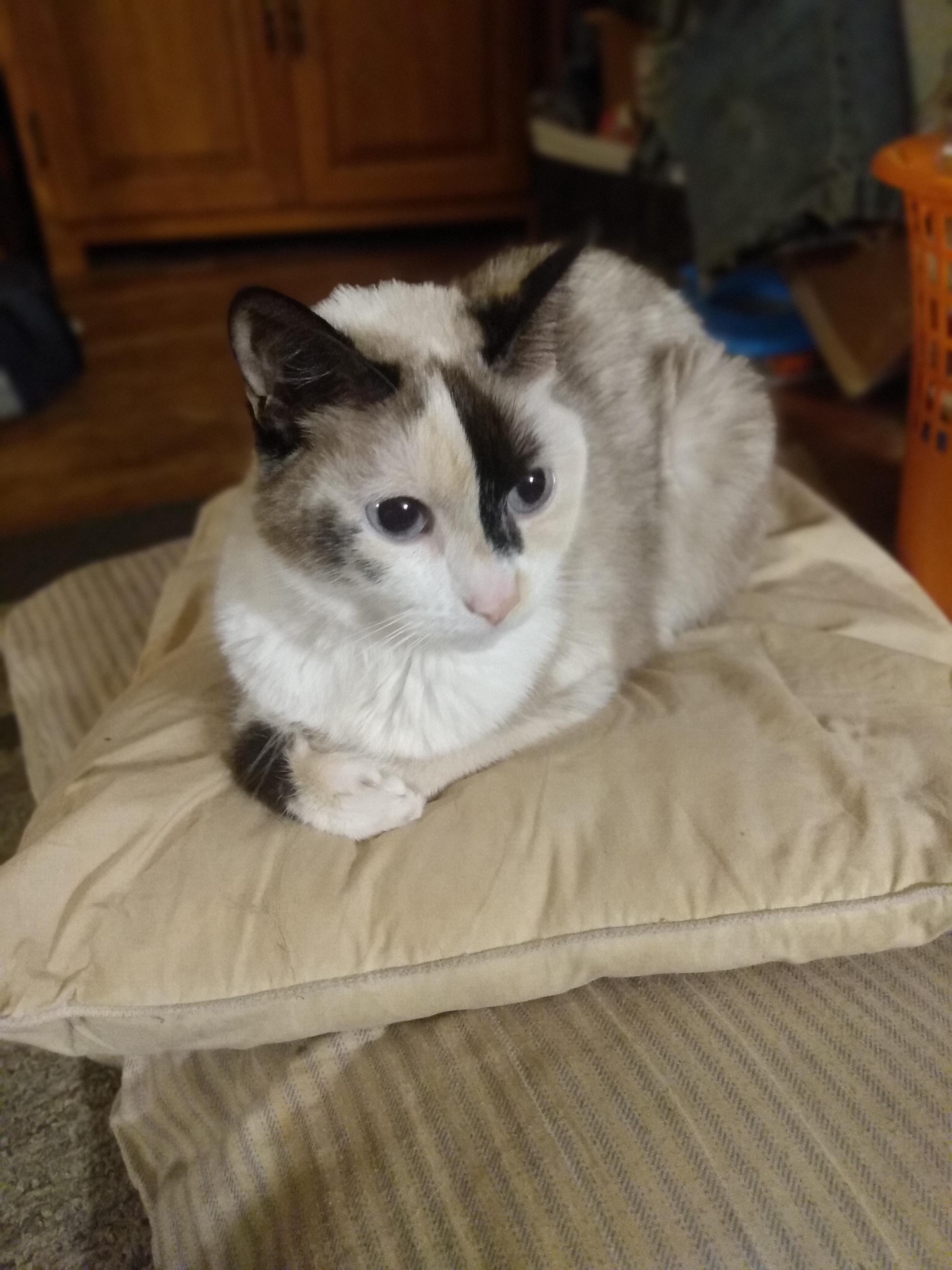 Princess Scrolller
