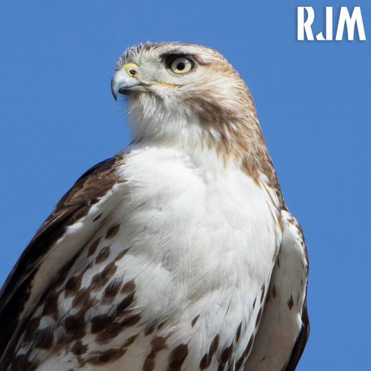Profile of a Red-Tailed Hawk | Scrolller