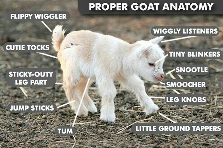 Proper anatomy of a baby goat | Scrolller