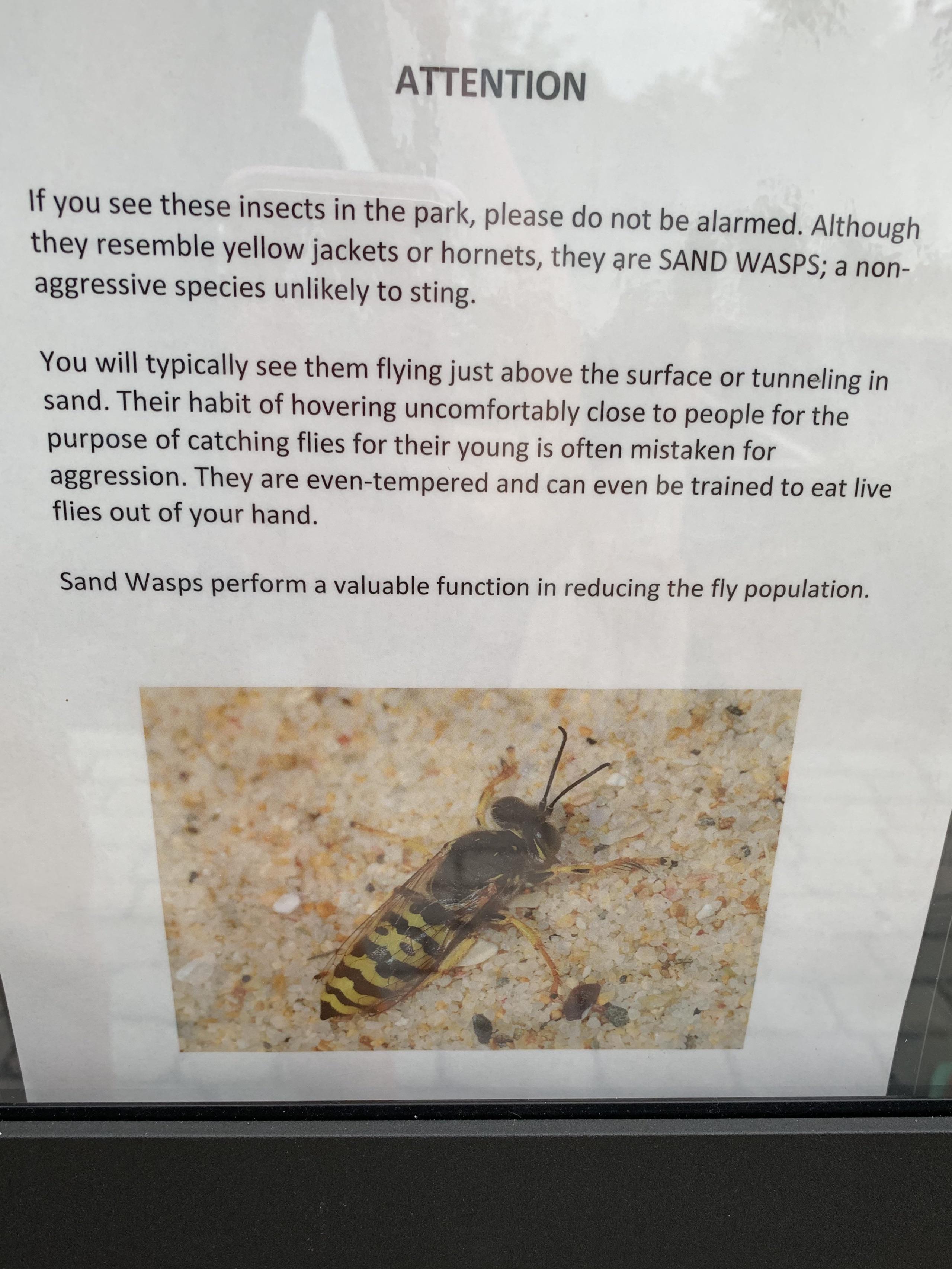 PSA on Sand Wasps | Scrolller
