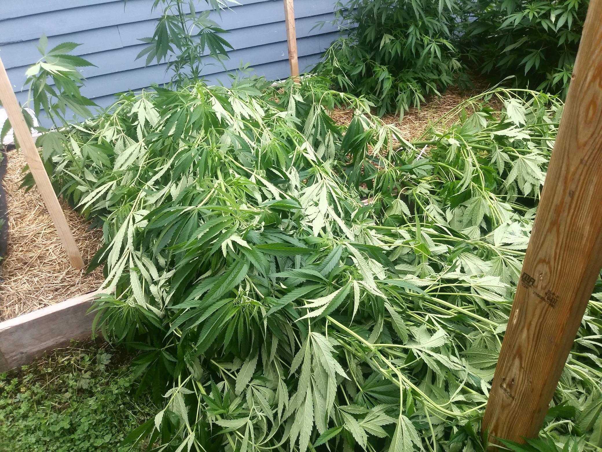 PSA: properly stake your plants | Scrolller