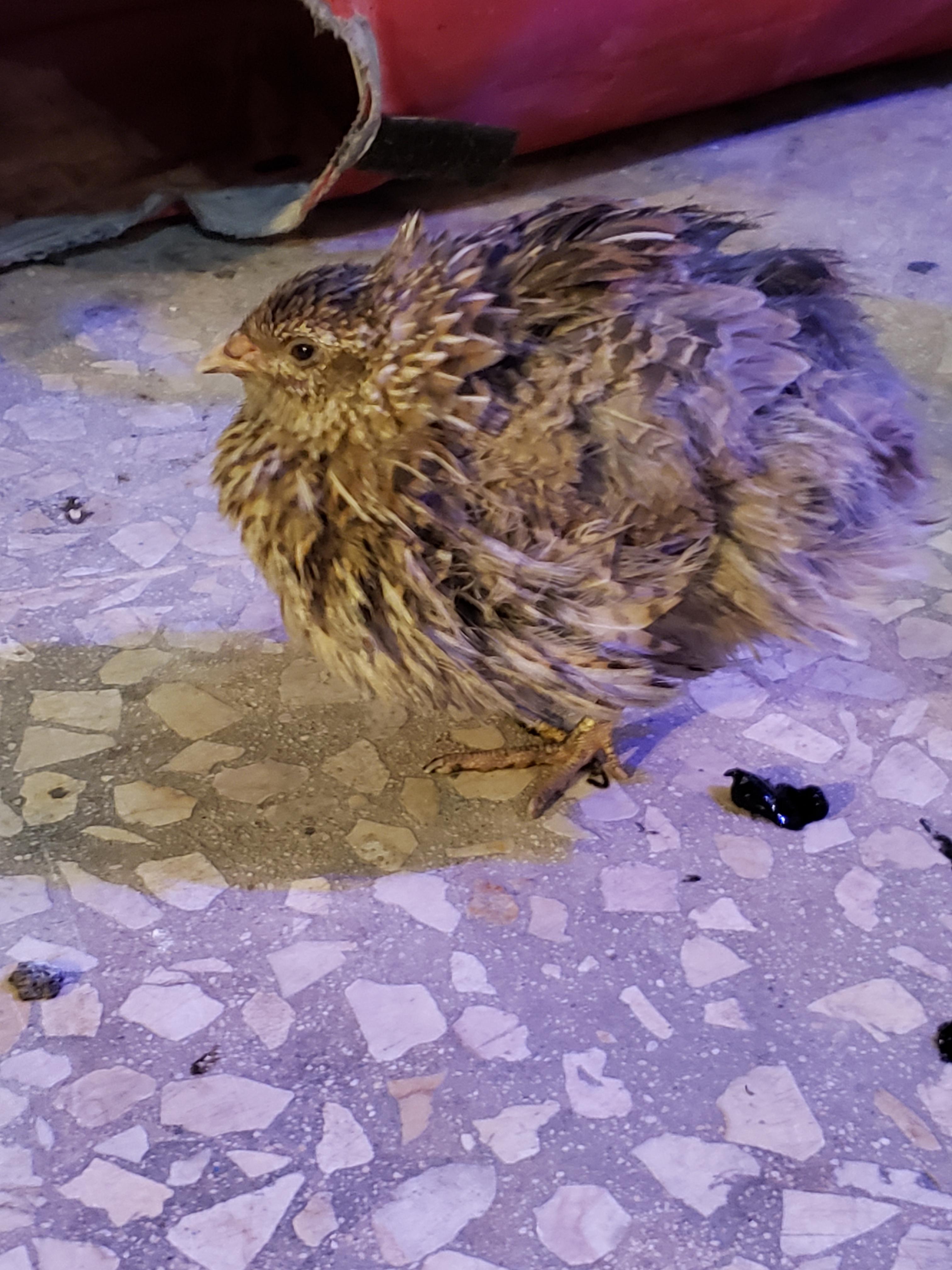 Puffy borb | Scrolller