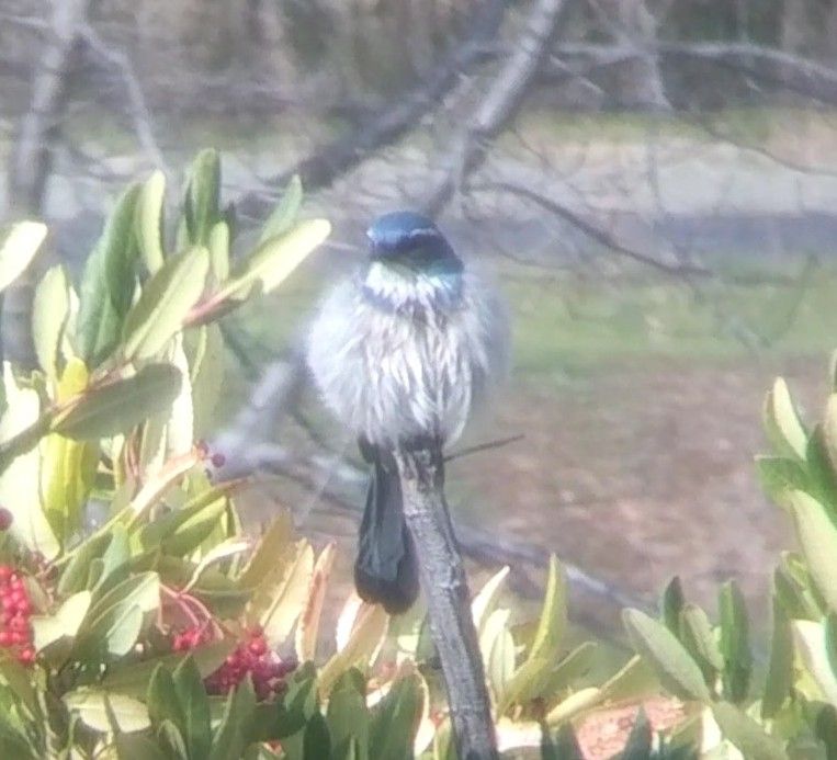 Puffy borb | Scrolller