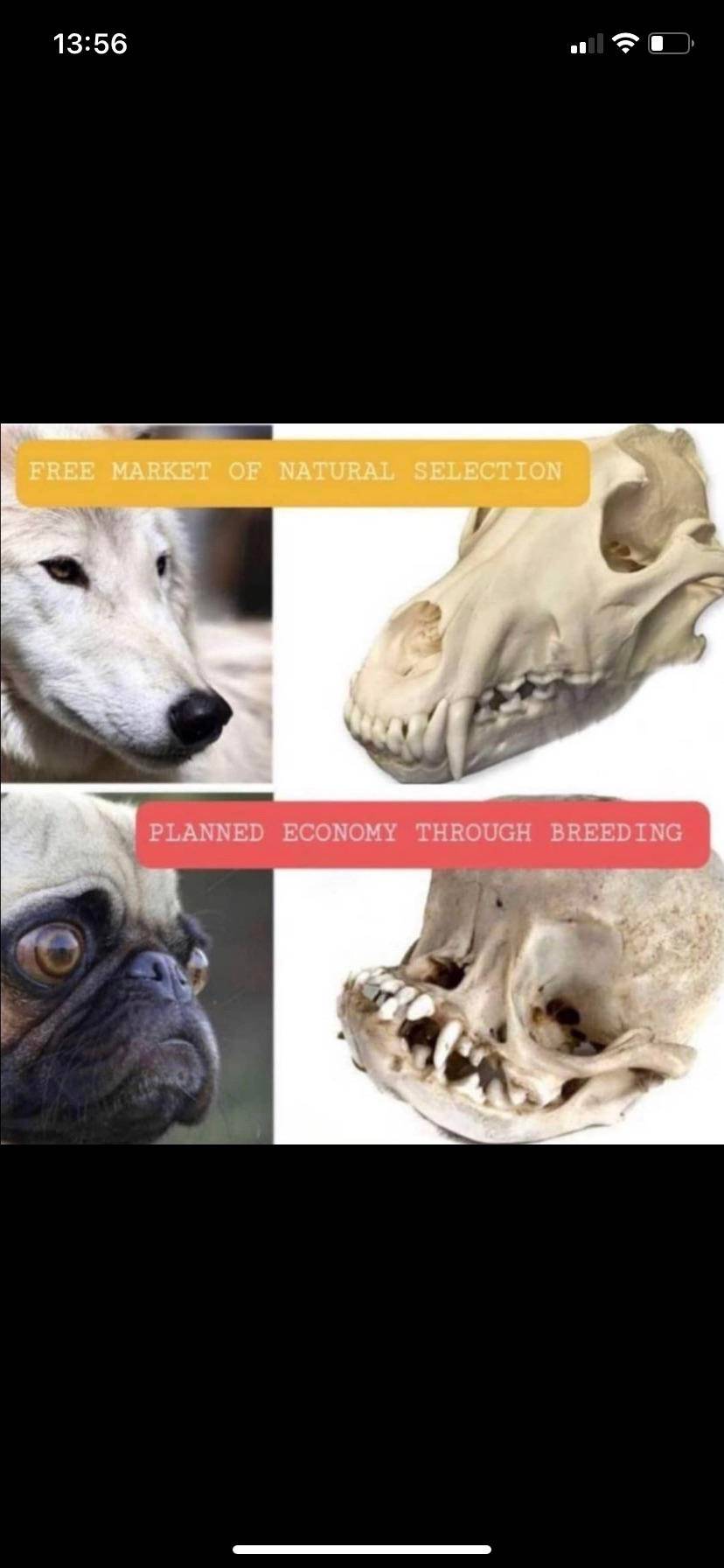 Pug=based debate me buddy | Scrolller