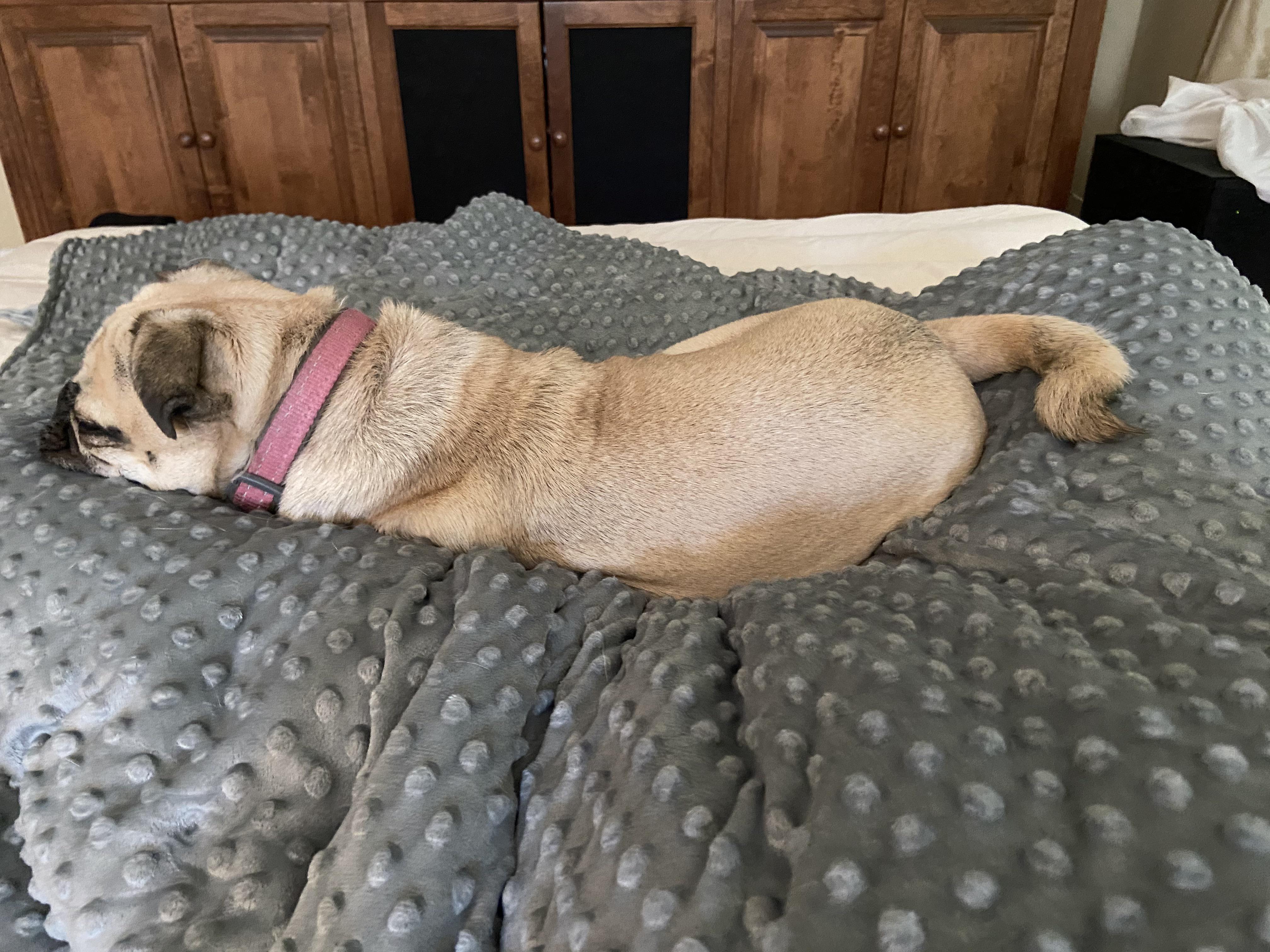 Pug loaf on weighted blanket 😌 | Scrolller