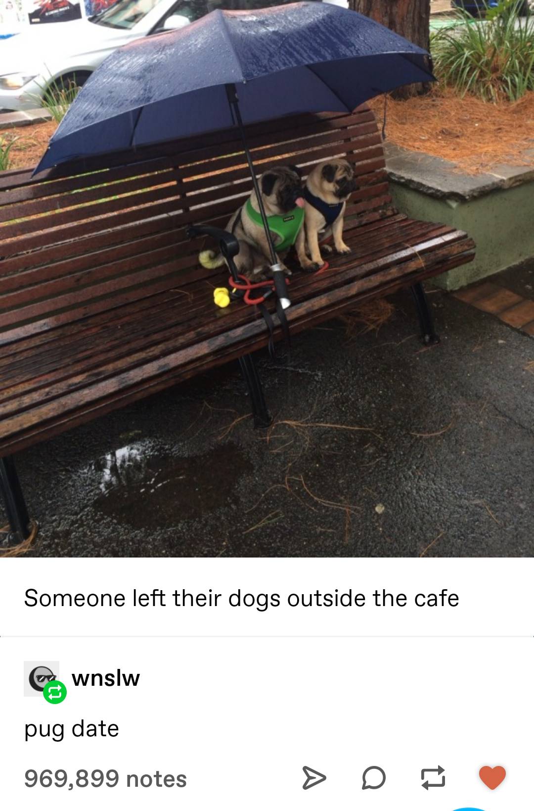 Pug party | Scrolller