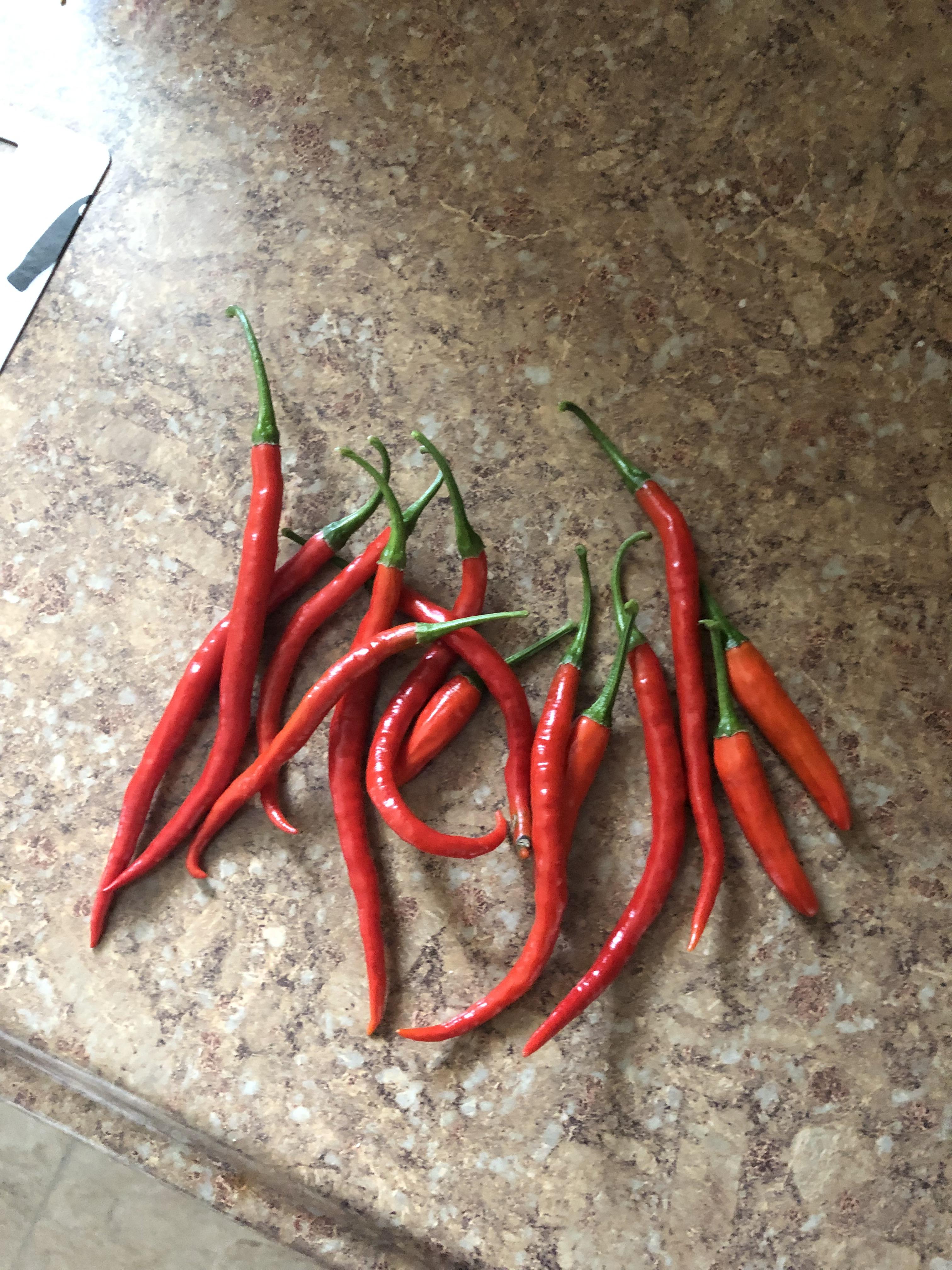 Pulled some cayenne and chili peppers this morning | Scrolller