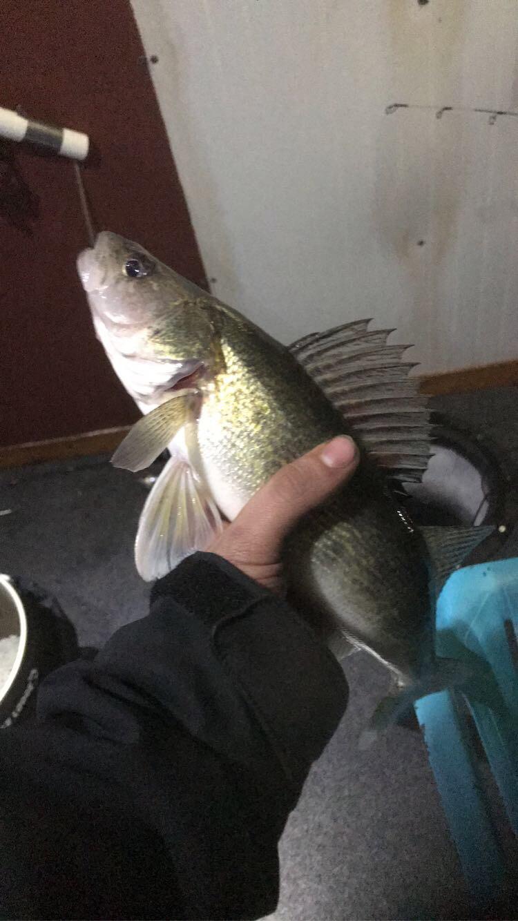 Pulled up my first walleye of 2021 tonight | Scrolller