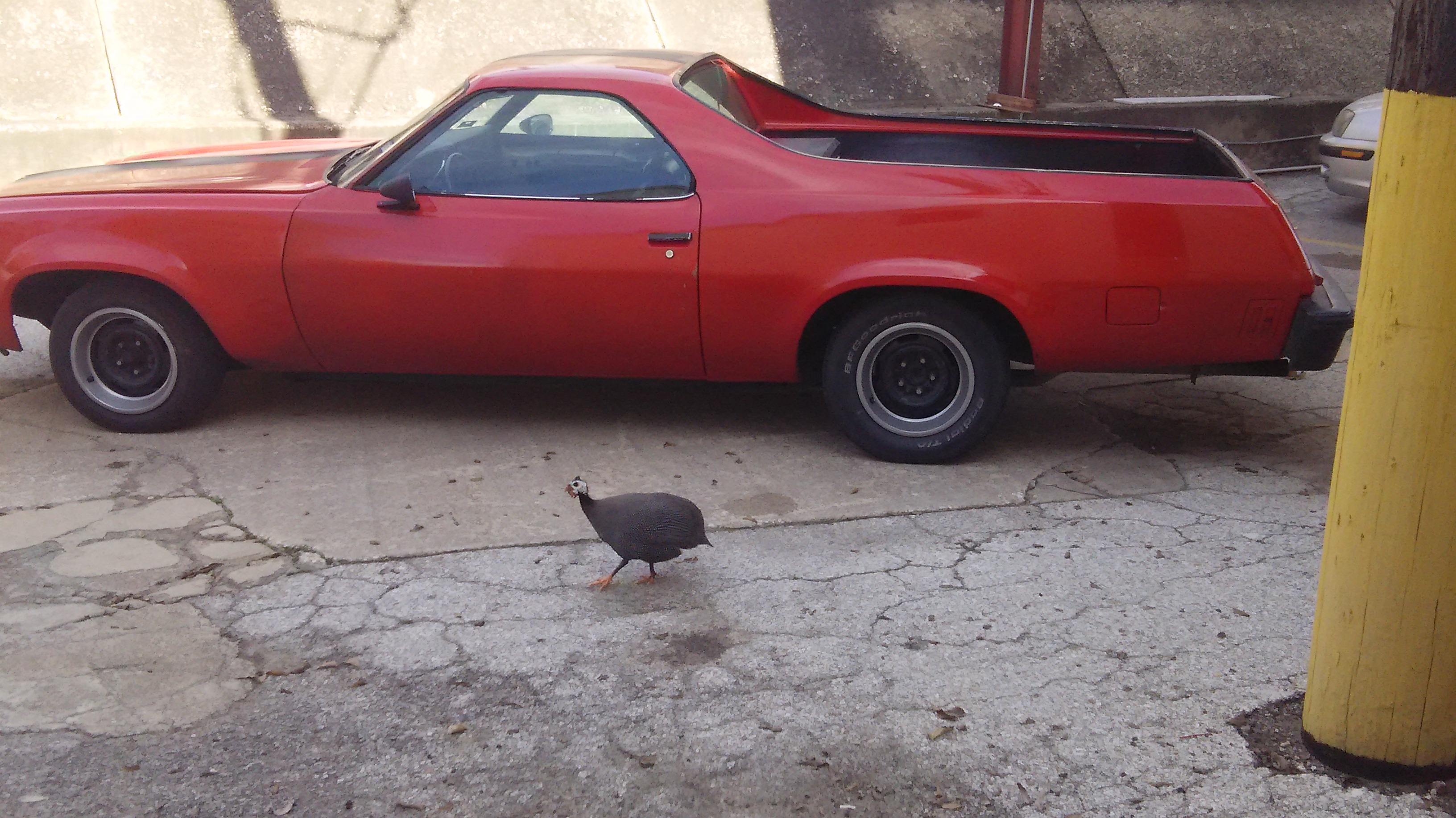 Pulling chicks | Scrolller