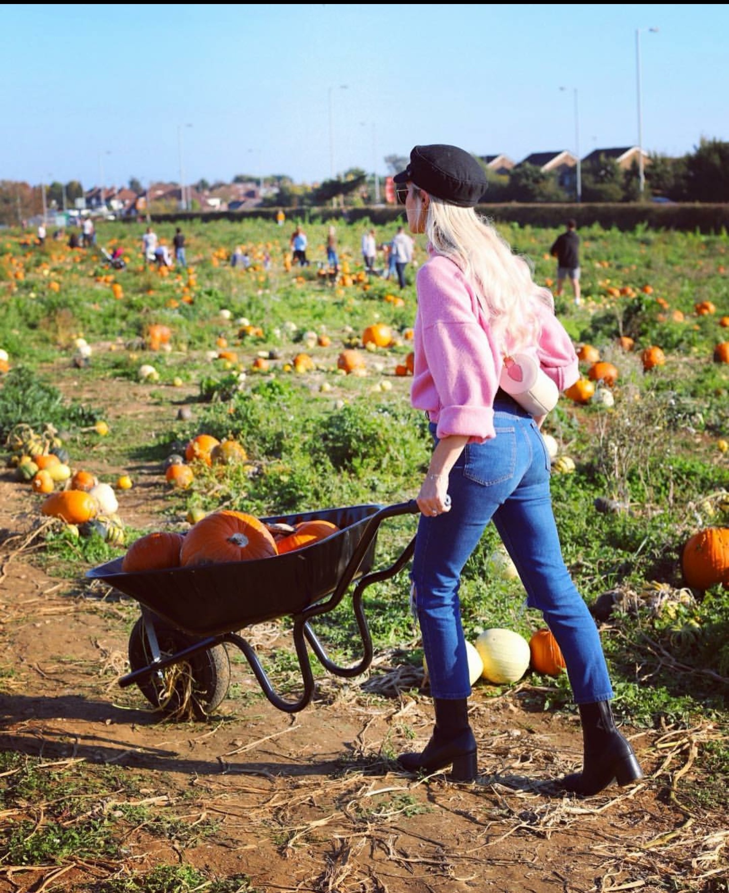 Pumpkin picking | Scrolller