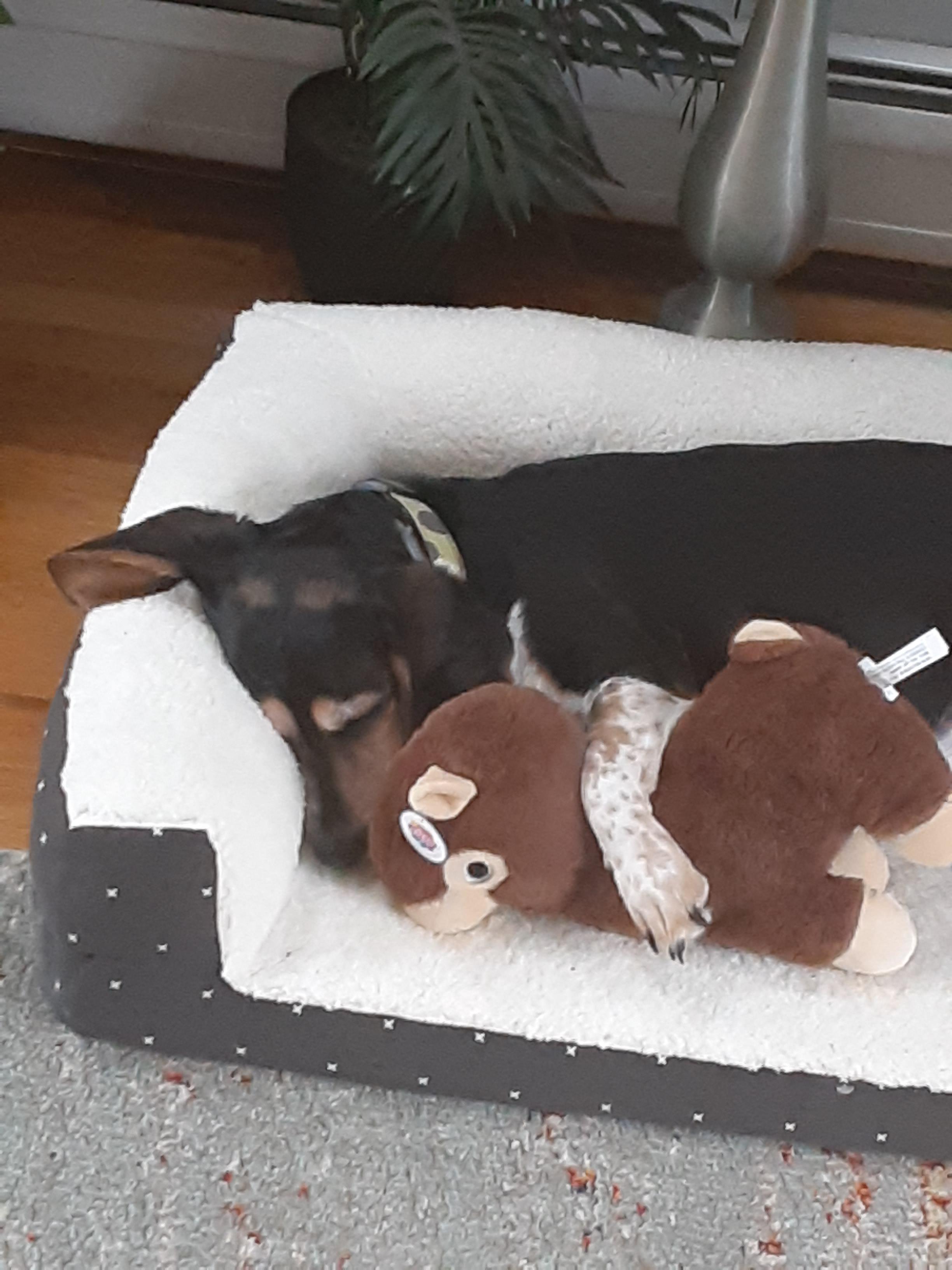 Pupper nutter | Scrolller