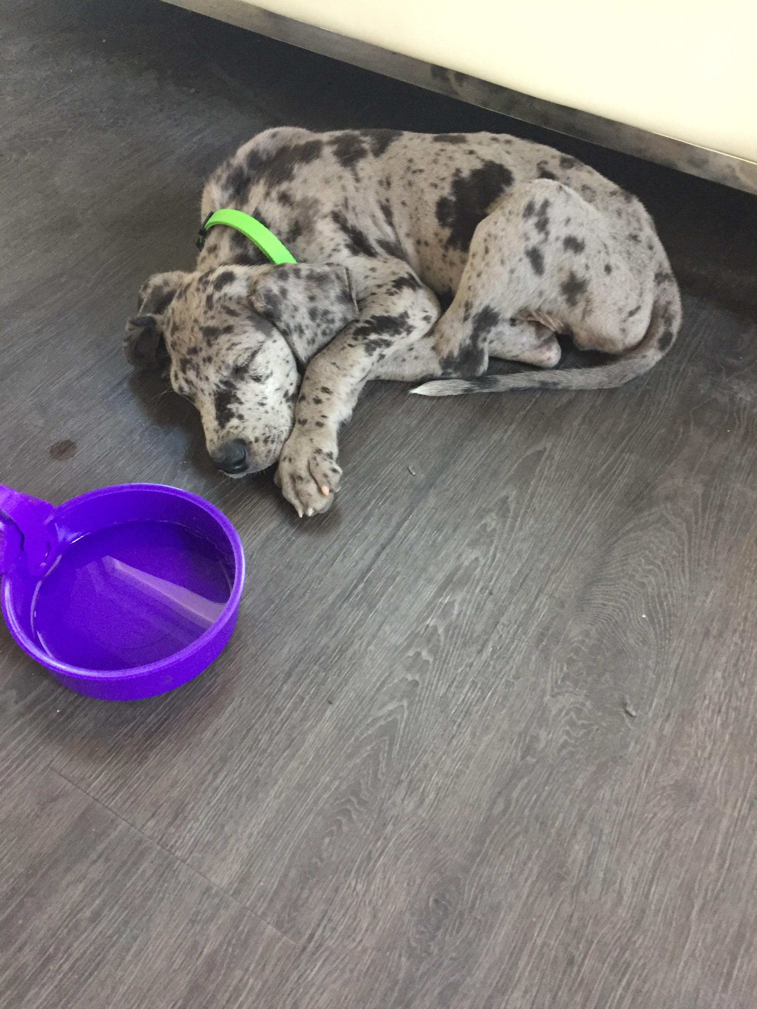 Puppy Cabbie | Scrolller