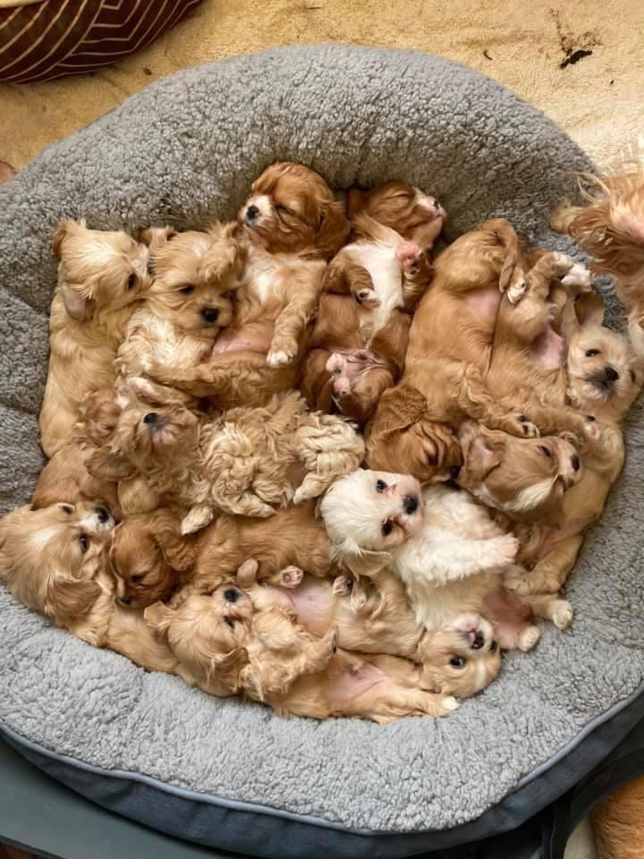 puppy cuddle puddle | Scrolller