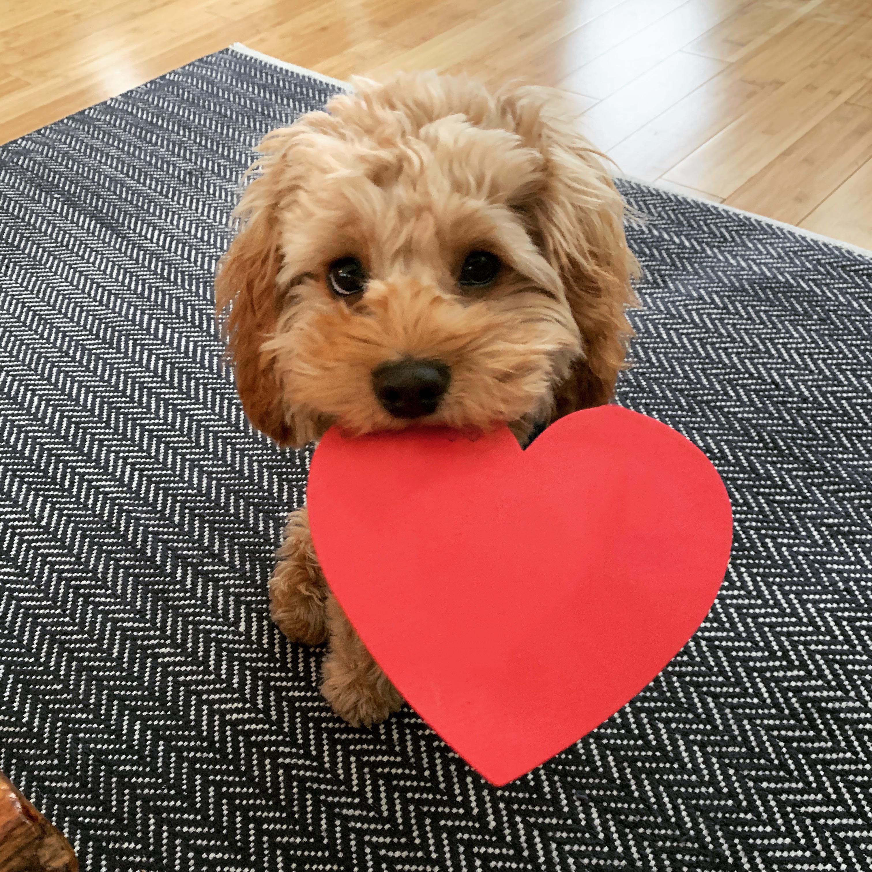 Puppy love | Scrolller