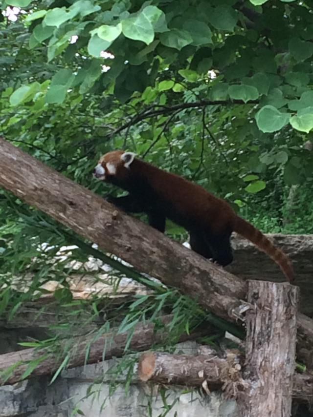 Pure majesty | Scrolller